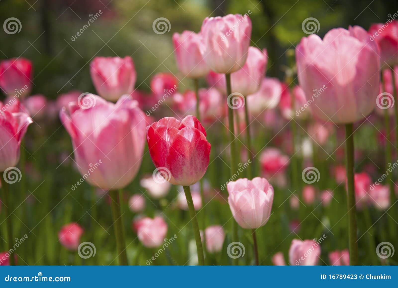 Beautiful pink tulips stock image. Image of green, garden - 16789423