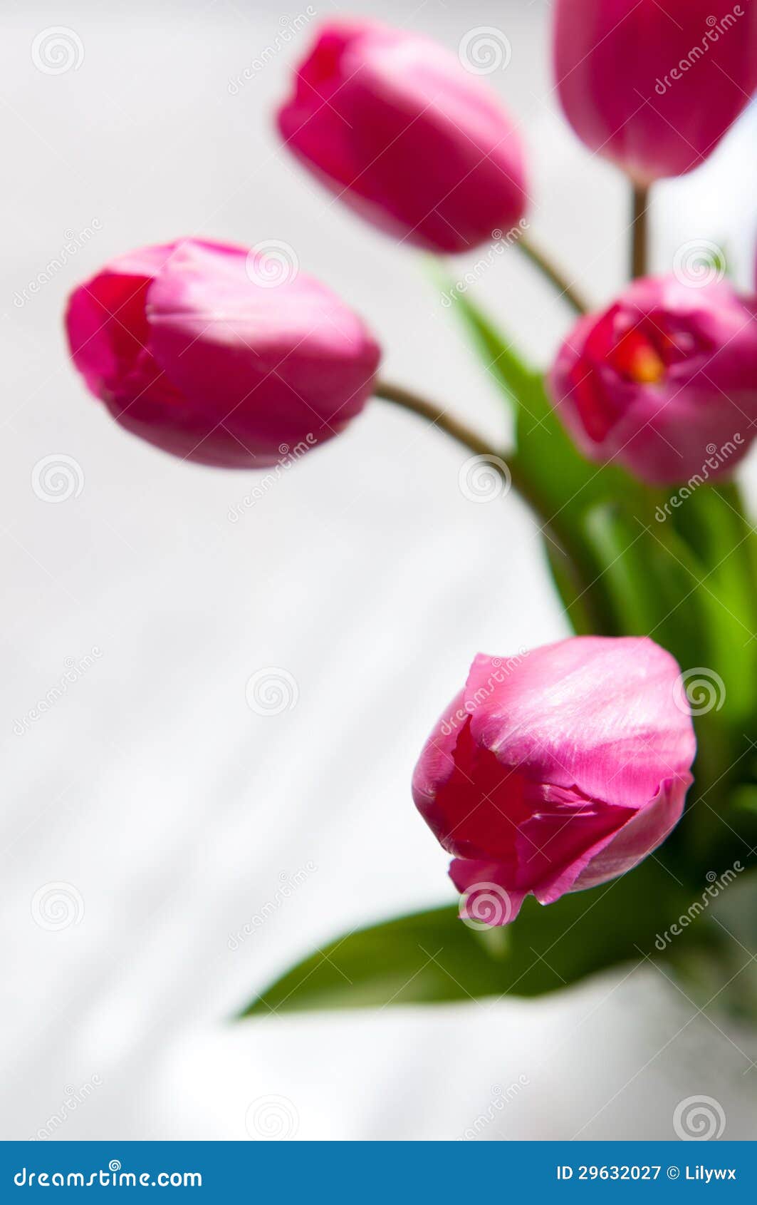 Beautiful pink tulips stock image. Image of flowers, beautiful - 29632027