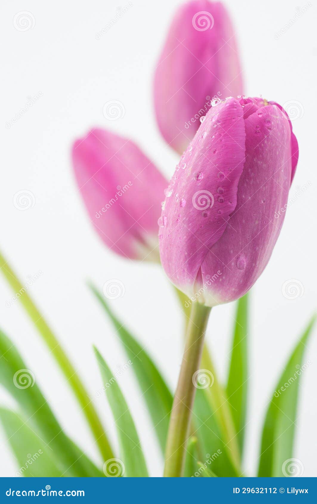 Beautiful pink tulips stock photo. Image of closeup, flowers - 29632112