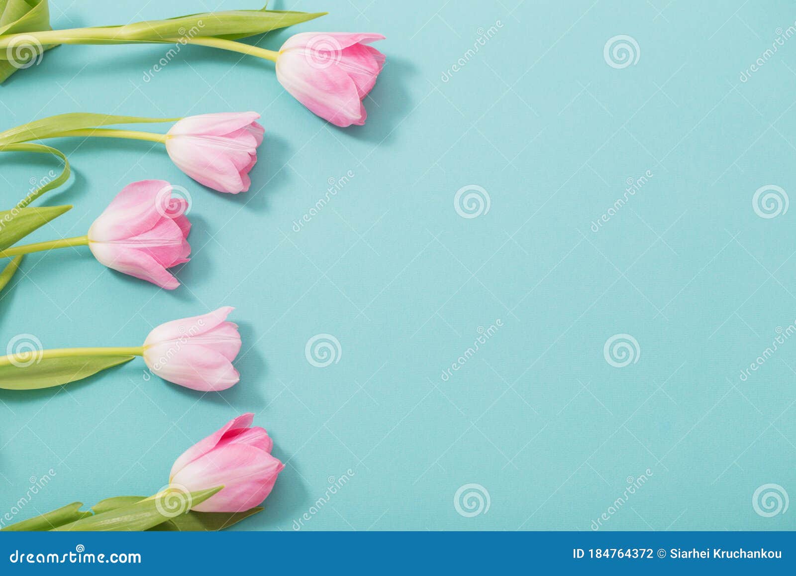 The Beautiful Pink Tulips on Blue Mint Background Stock Photo - Image ...