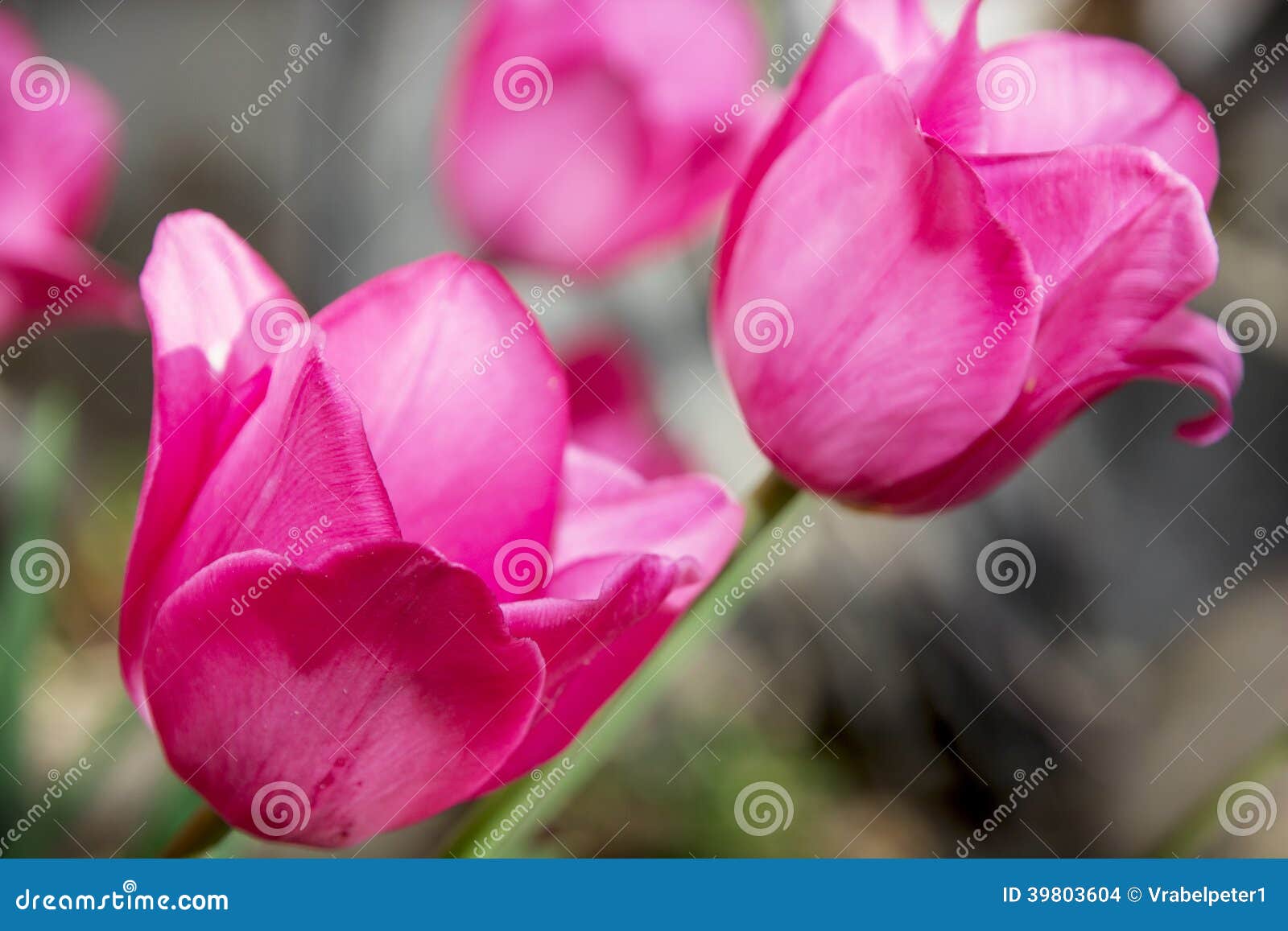 Beautiful pink tulips stock photo. Image of botany, colorful - 39803604