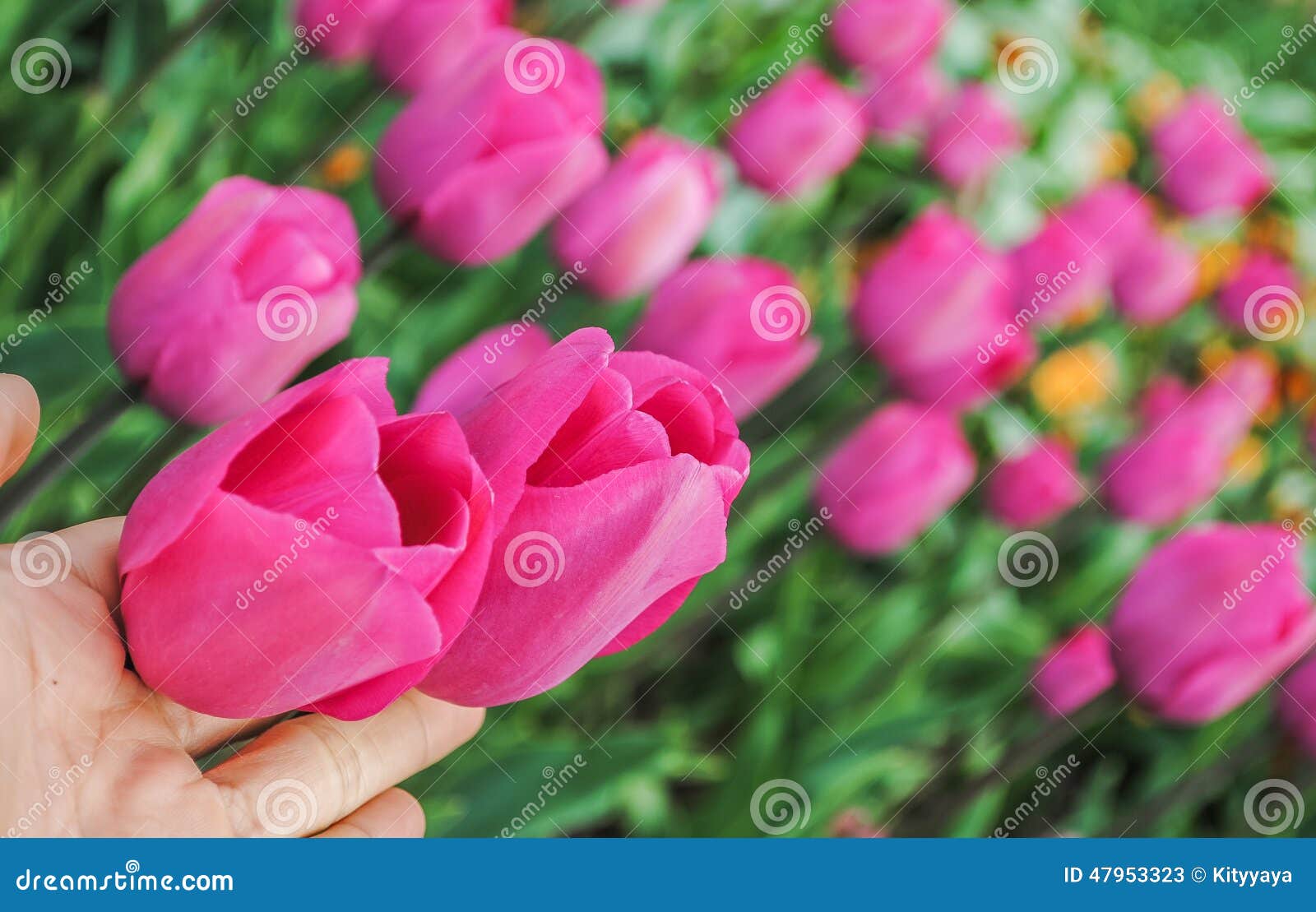 Beautiful pink tulips stock image. Image of spring, beautiful - 47953323