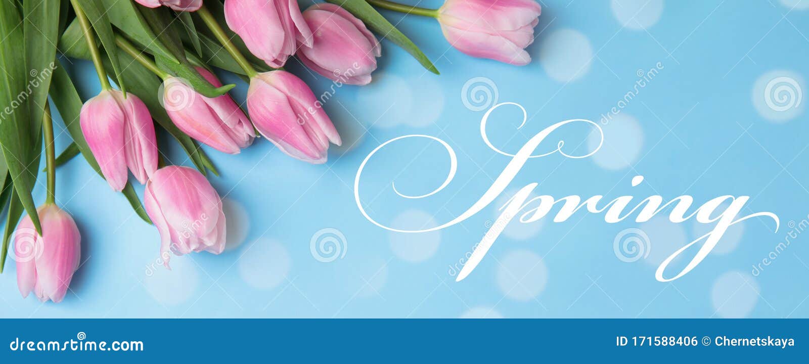 Beautiful Pink Tulips on Light Blue Background. Hello Spring Stock ...