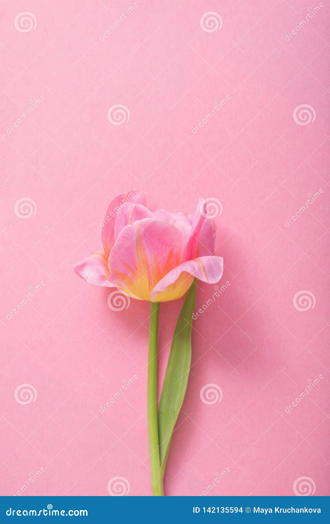 Pink Tulips on Pink Paper Background Stock Photo - Image of copy, flat ...