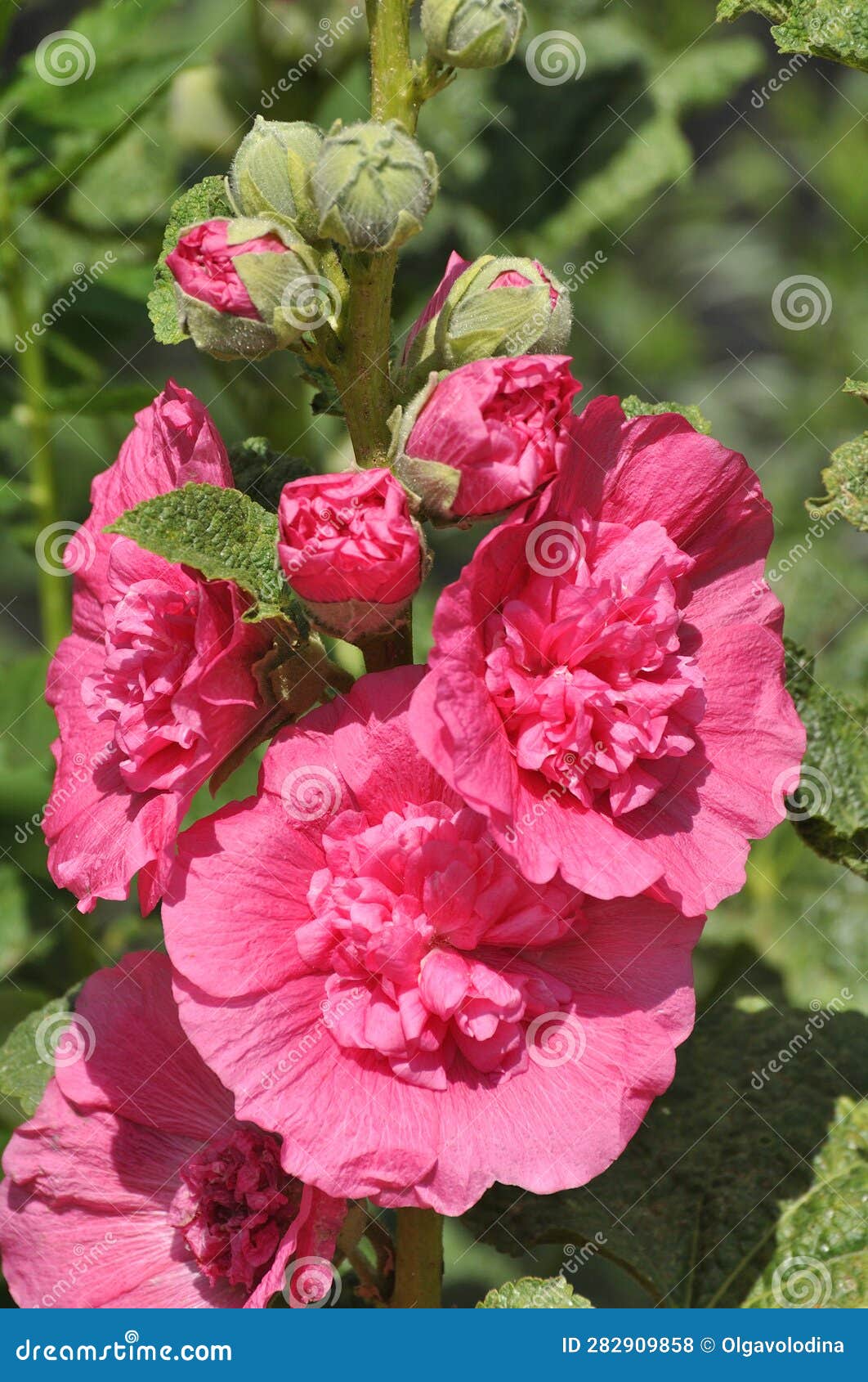 The Beautiful Pink and a Varietal Stockrose Stock Photo - Image of ...