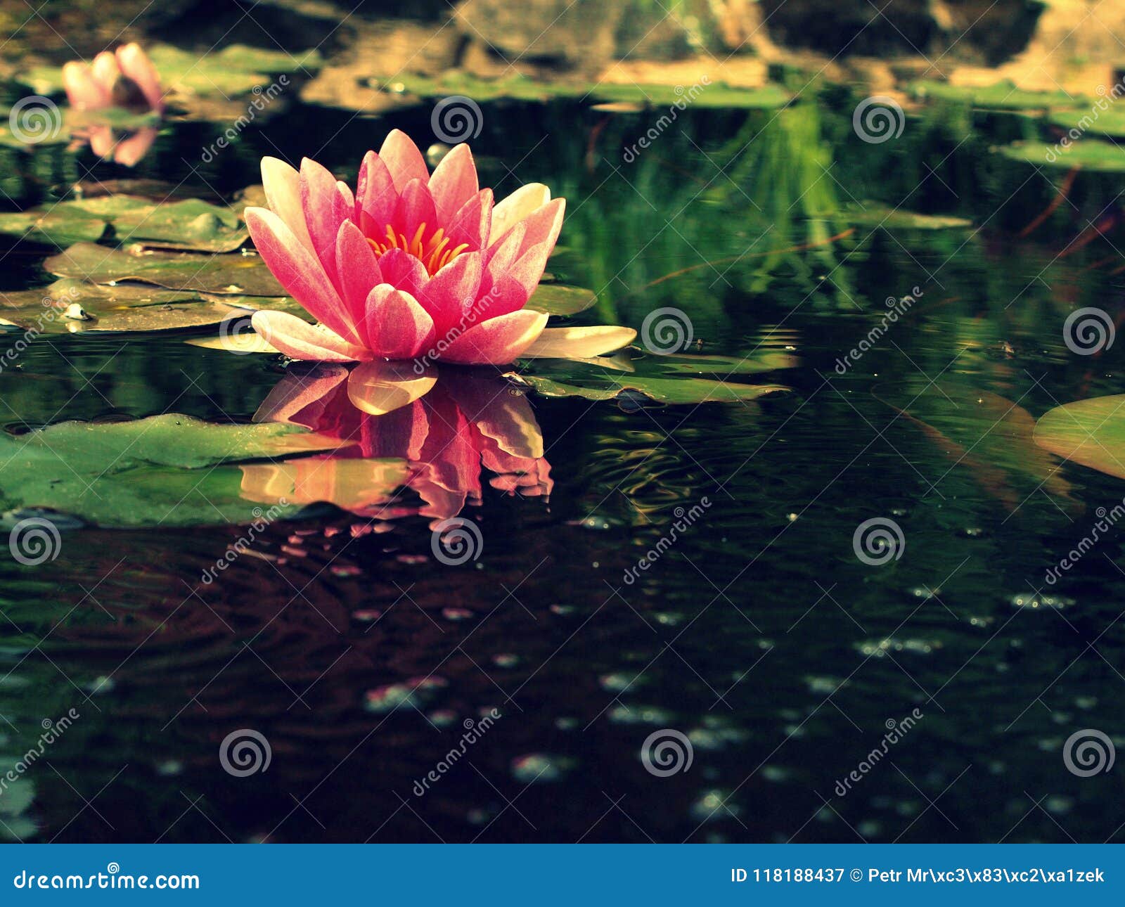 Beautiful Pink Water Lily in the Garden Pond Stock Image - Image of ... Beautiful Pink Water Lily in the Garden Pond Stock Image - Image of ...