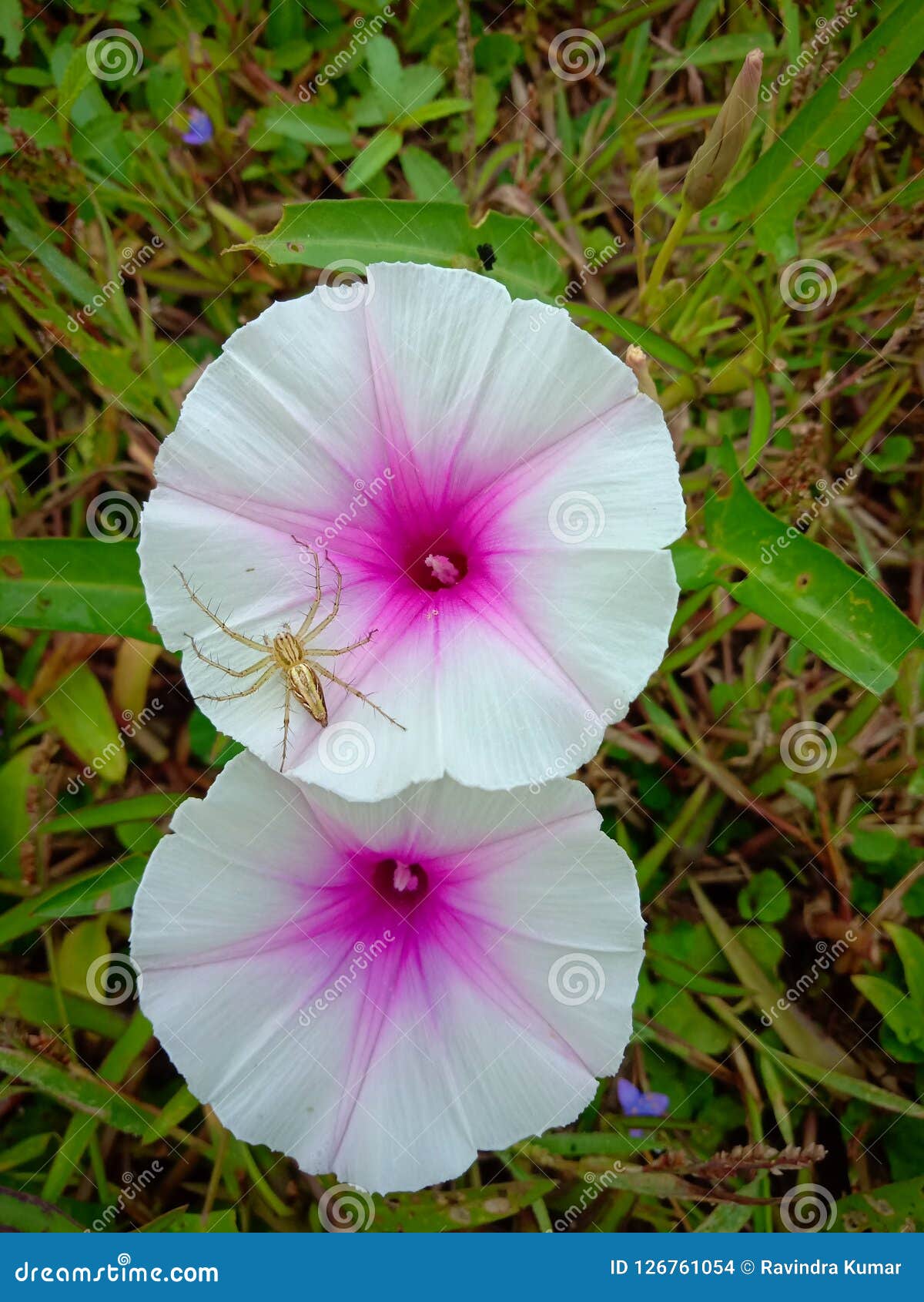 Beautiful Pink and White Joint Flowers Stock Photo - Image of beautiful ...