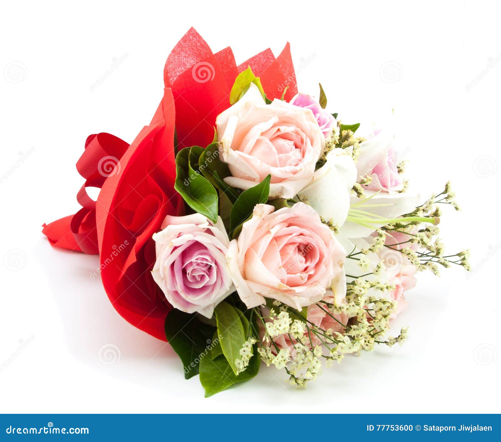 Beautiful Pink and White Roses Stock Photo - Image of green, blossom ...