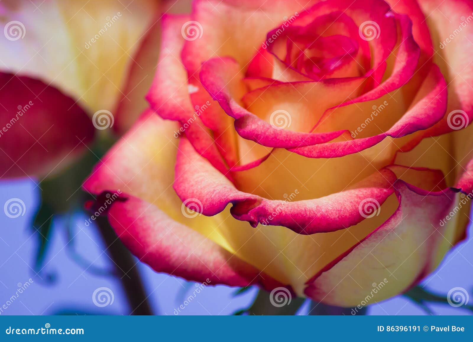 Beautiful Pink and Yellow Rose Closeup Stock Image - Image of plant ...