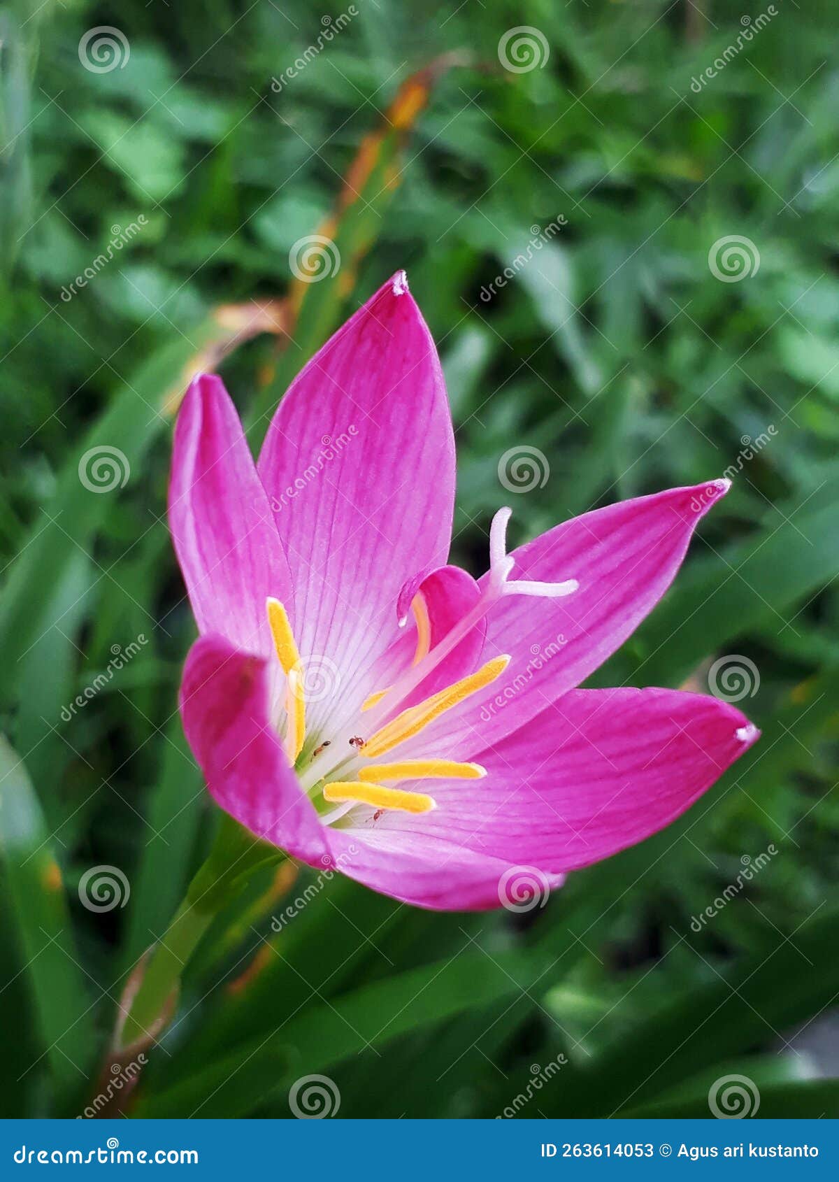 Beautiful Pinky flower stock image. Image of beautiful - 263614053
