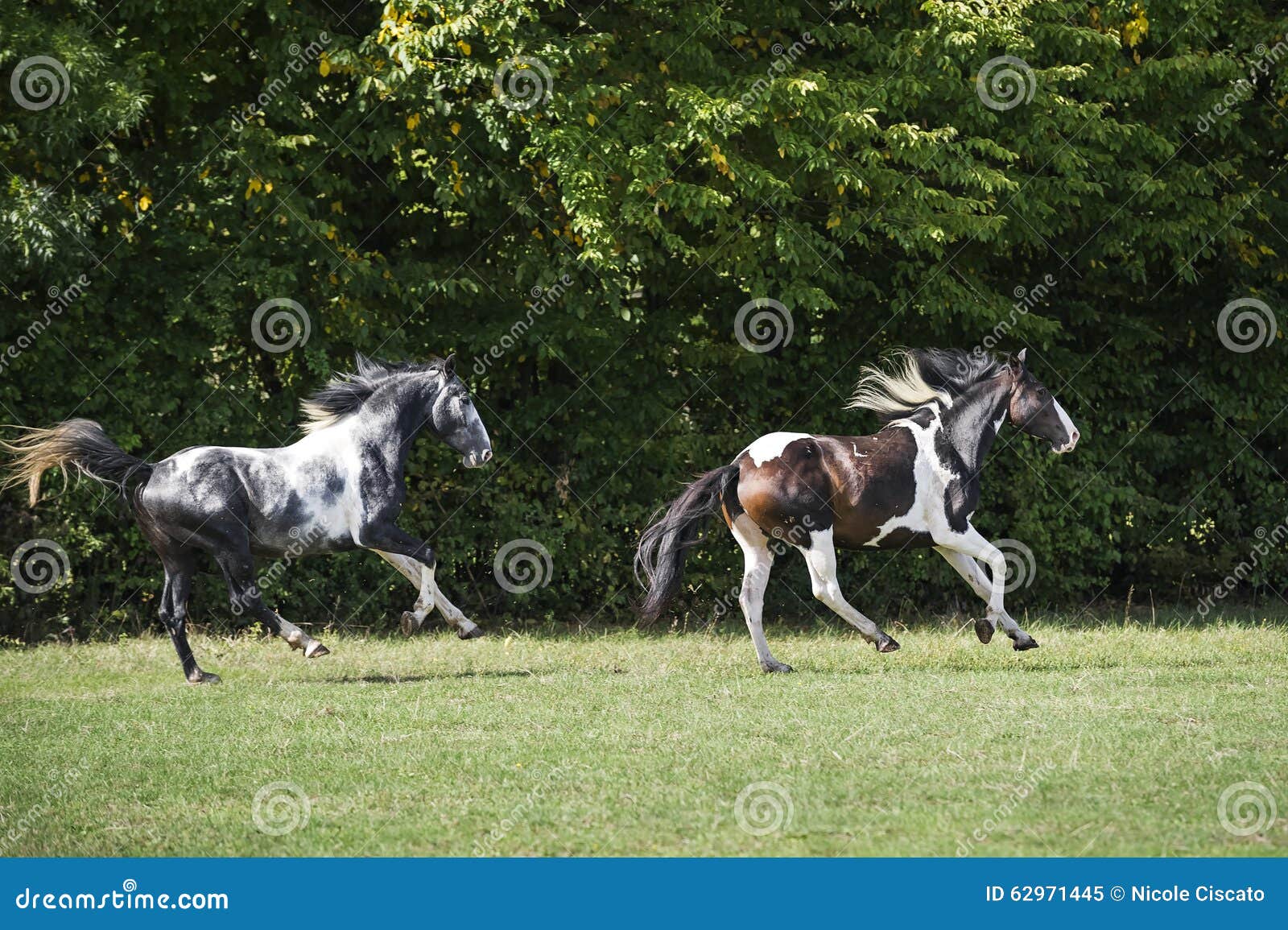 Beautiful Pinto Horses at Gallop Stock Image - Image of equestrian ...