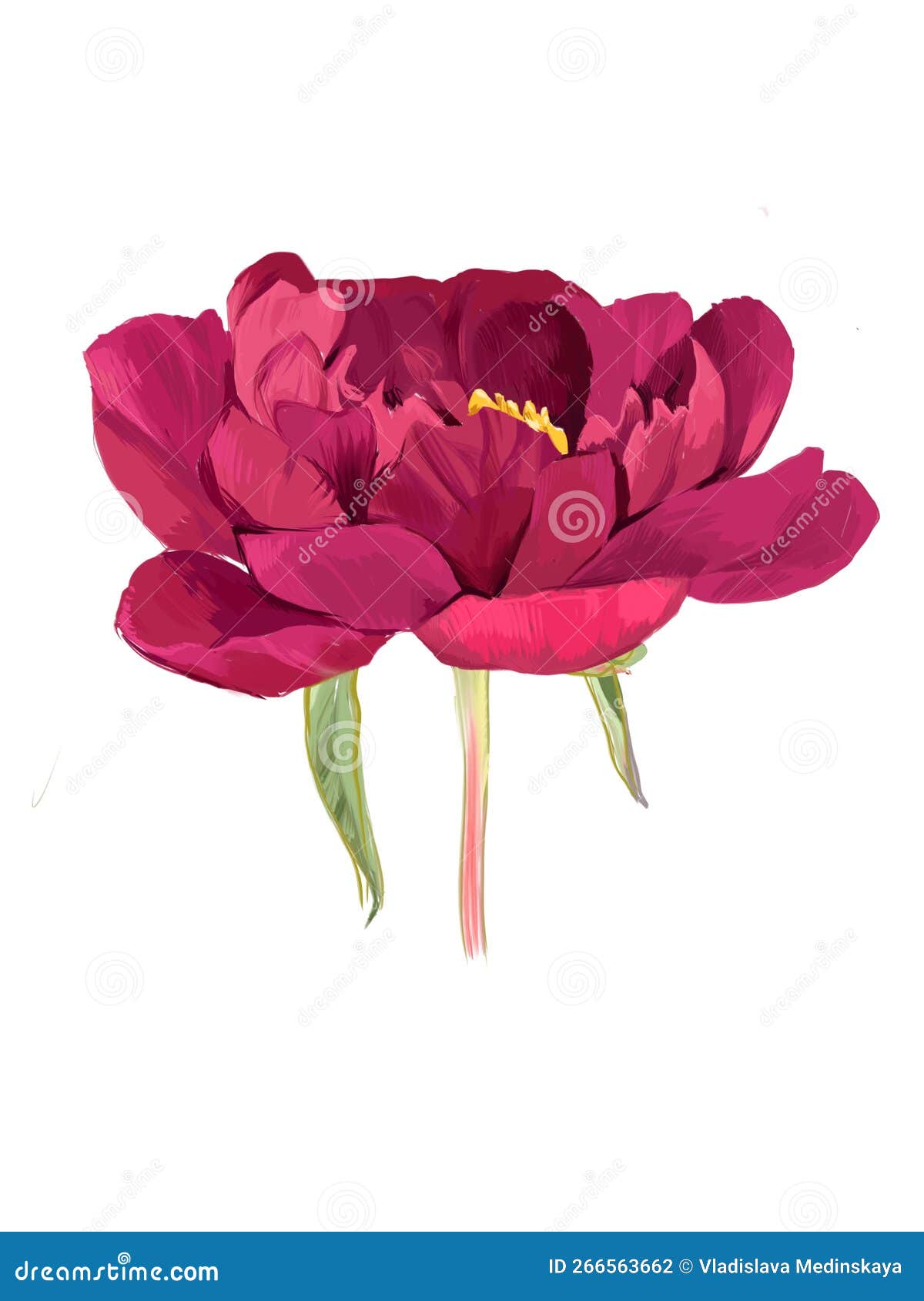 Beautiful pion stock illustration. Illustration of petal - 266563662