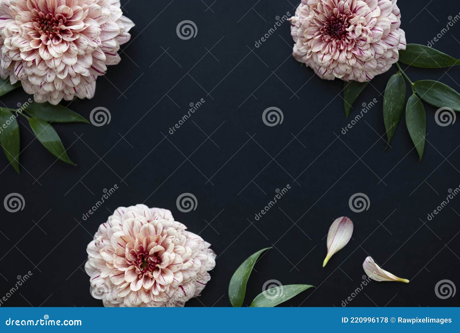 Beautiful Pip Salmon Flowers Background Design Stock Photo - Image of ...