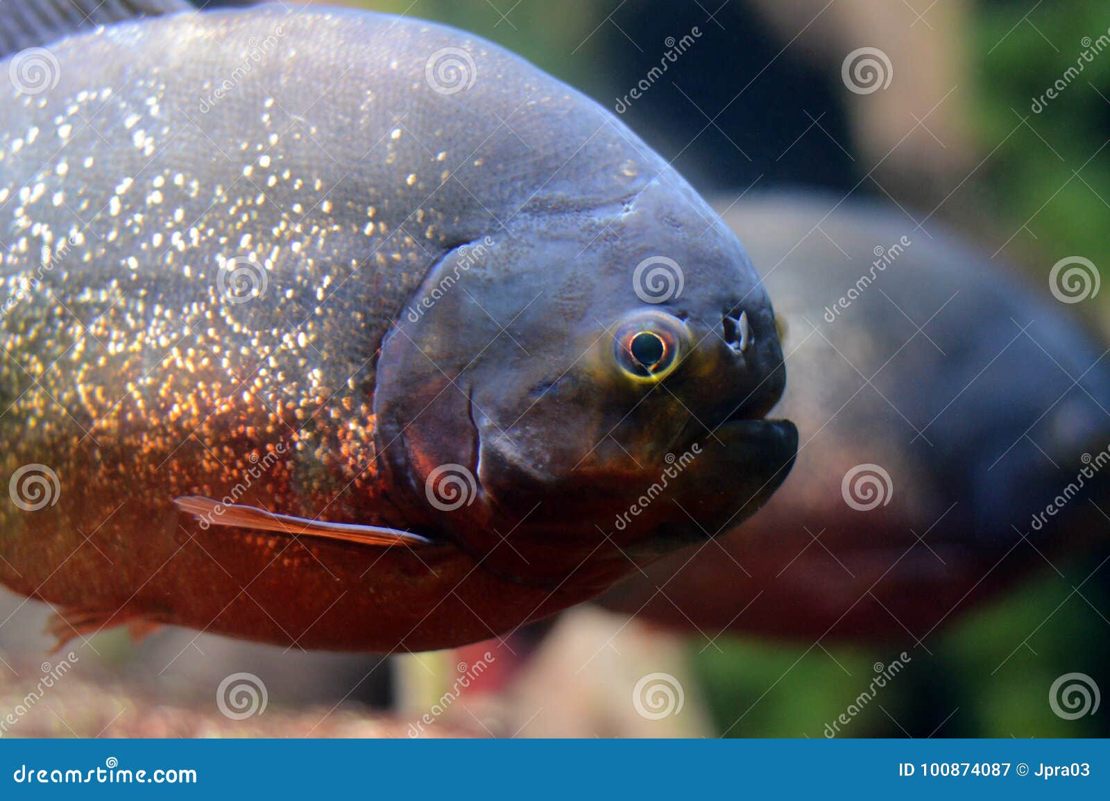 Beautiful piranha fish stock image. Image of fish, preservation - 100874087
