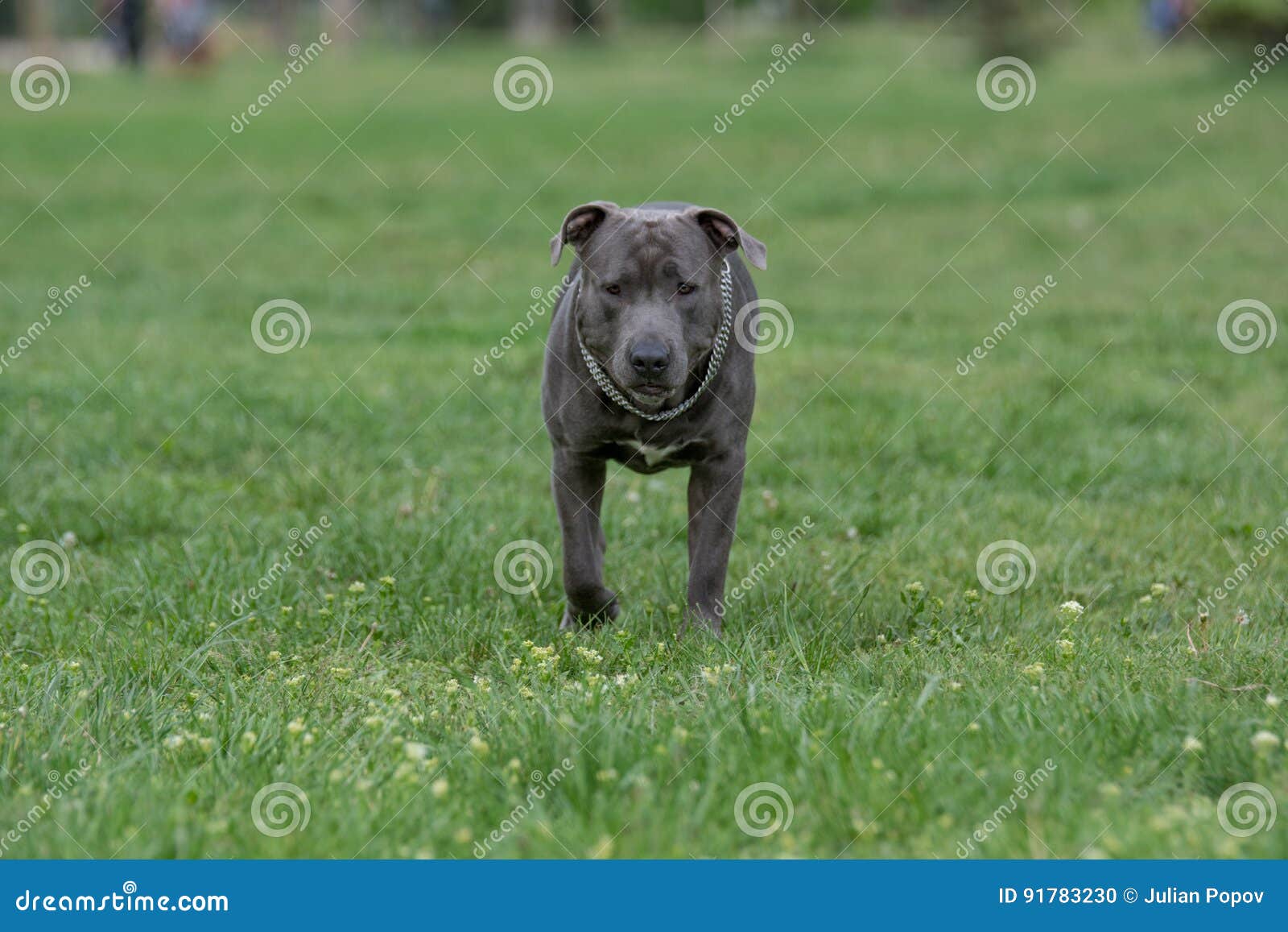 Beautiful Pitbull Terrier Dog Standing in the Garden Stock Photo ...