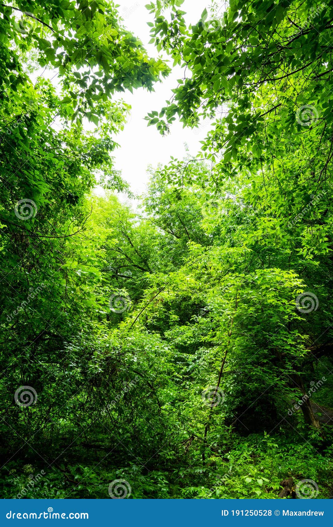 Beautiful Place in Deep of Wild Forest Stock Photo - Image of leaves ...
