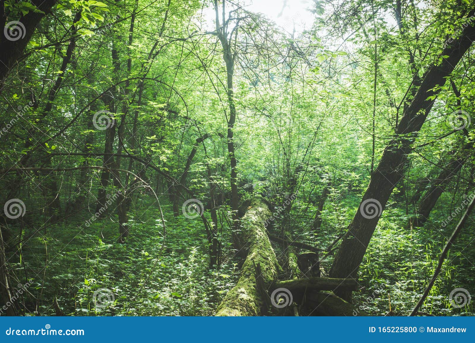 Beautiful Place in Deep of Wild Forest Stock Photo - Image of rural ...