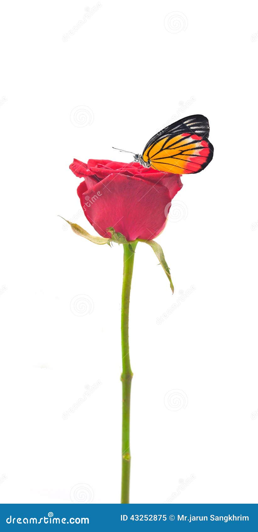Beautiful Plain Butterfly on Red Rose Flower Stock Image - Image of ...