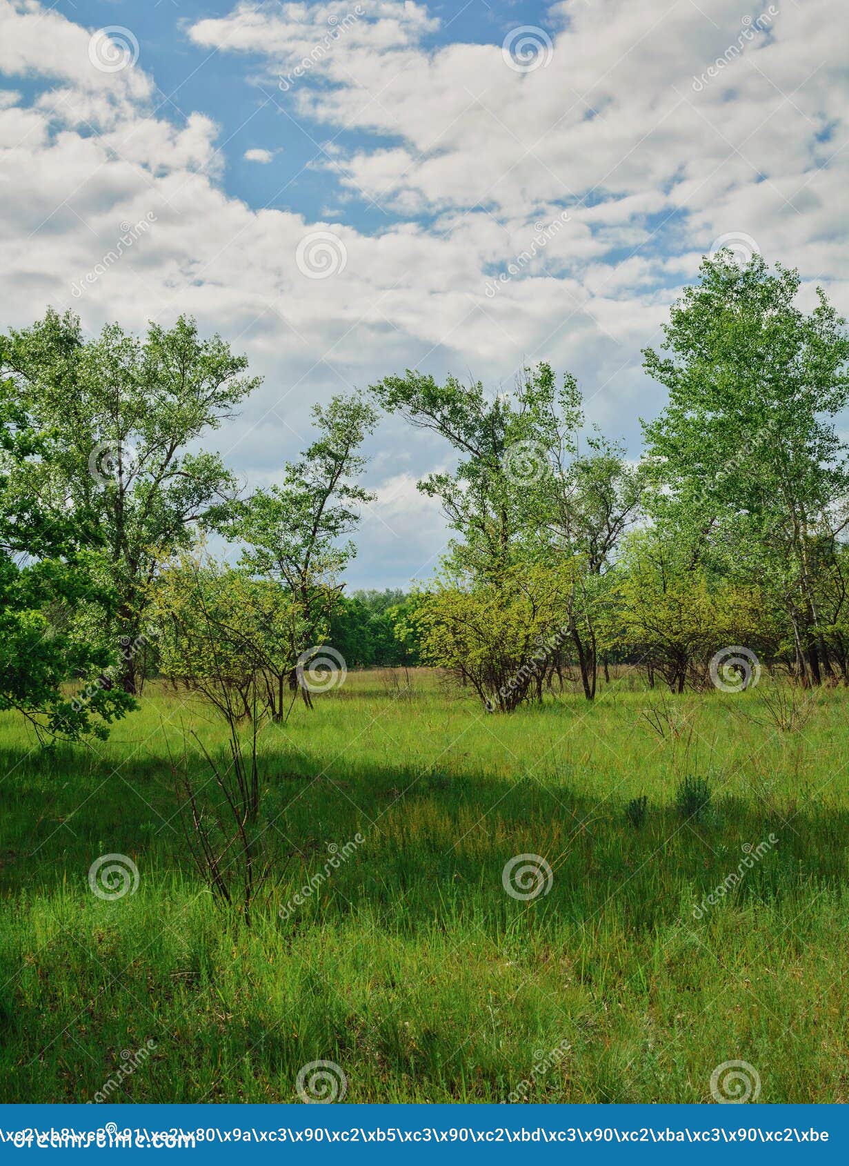 Beautiful Plain Sky Horizon in Field Stock Photo - Image of outlook ...