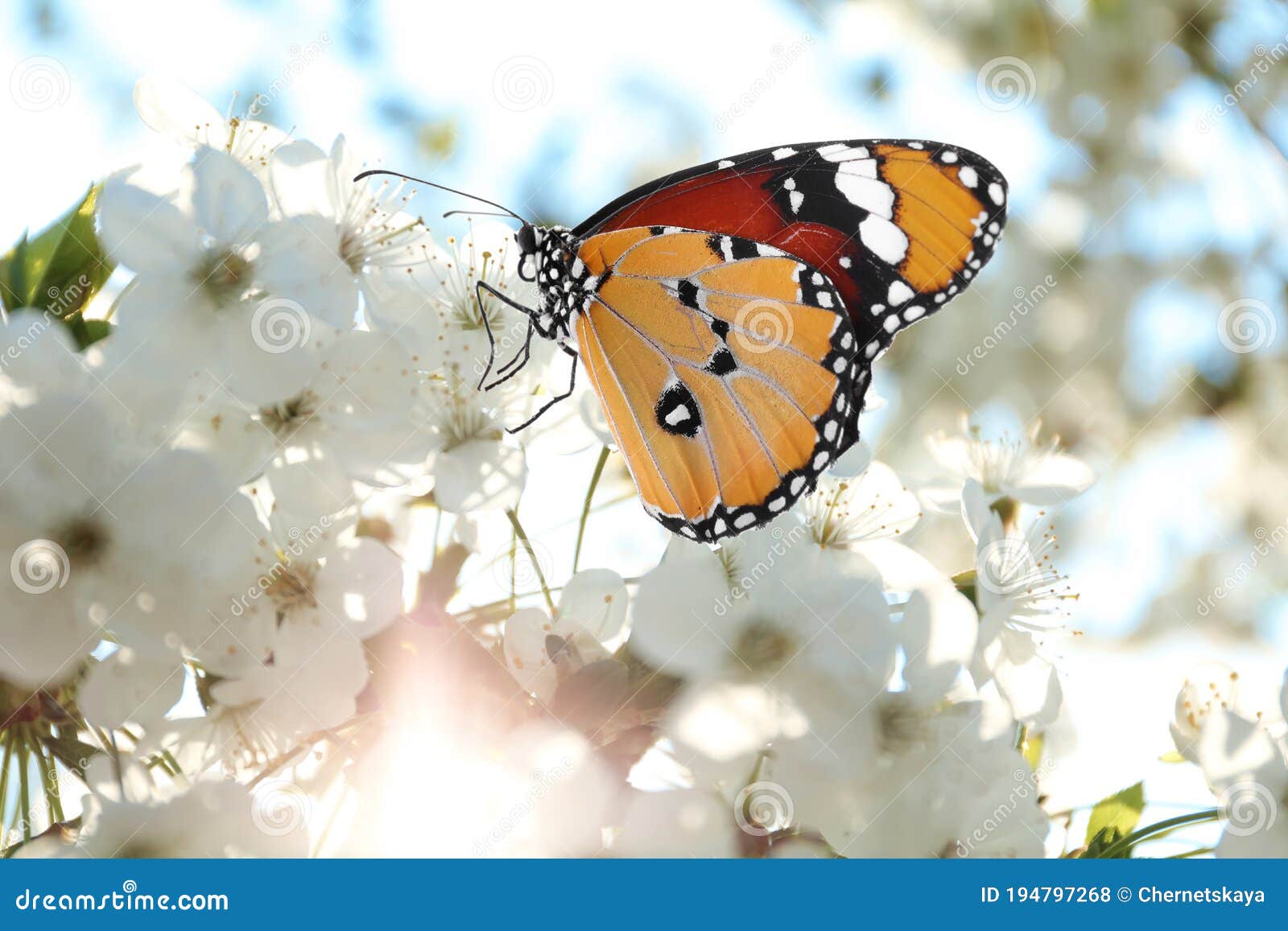 Plain Tiger Butterfly on Blossoming Tree Branch, Closeup Stock Photo ...