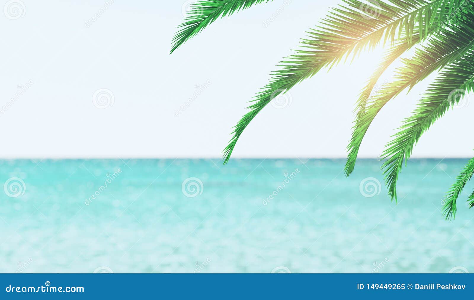 Beautiful Plam Tree Backdrop Stock Image - Image of jungle, backdrop ...