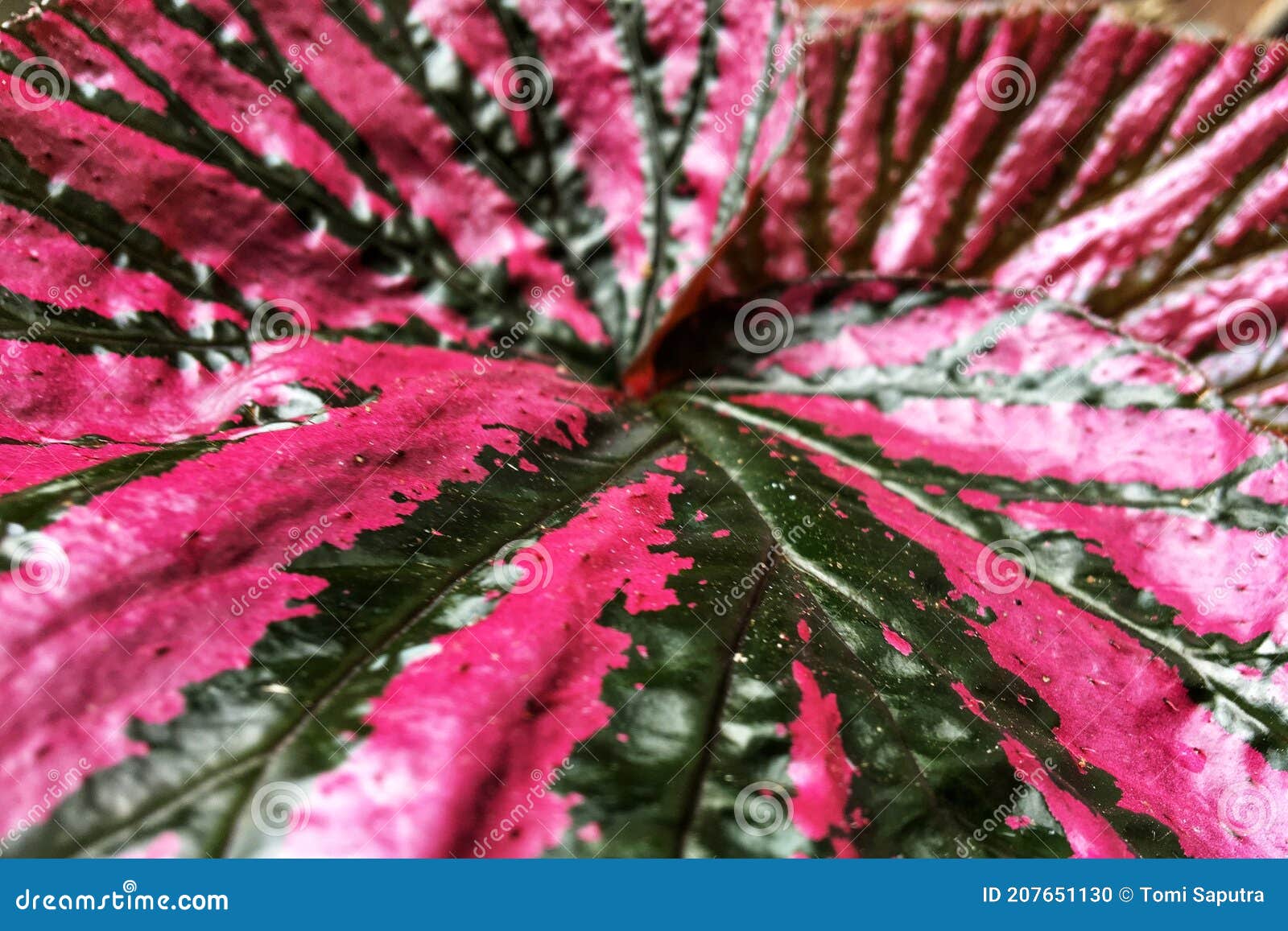 Beautiful Plan Pink from Garden Stock Photo - Image of plan, beautiful ...