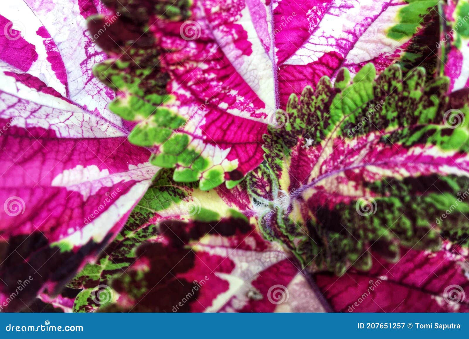 Beautiful Plan Pink from Garden Stock Image - Image of high, plan ...