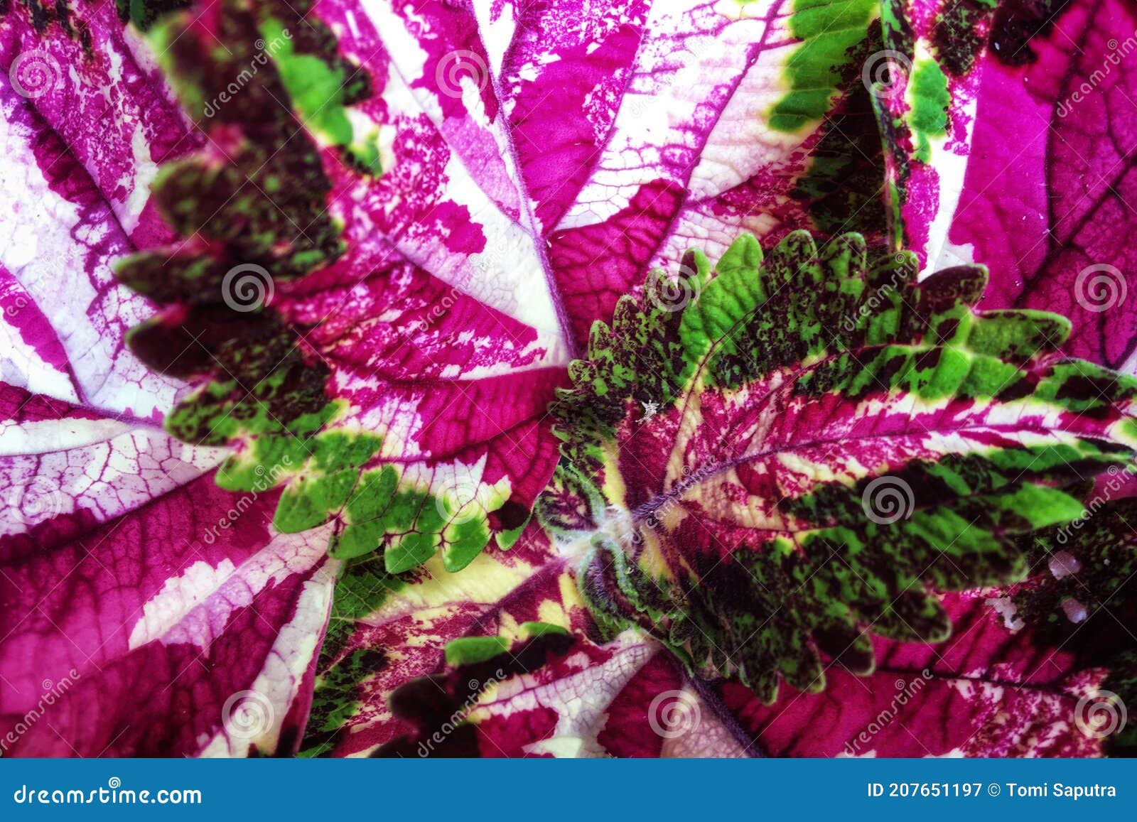 Beautiful Plan Pink from Garden Stock Image - Image of pink, beautiful ...