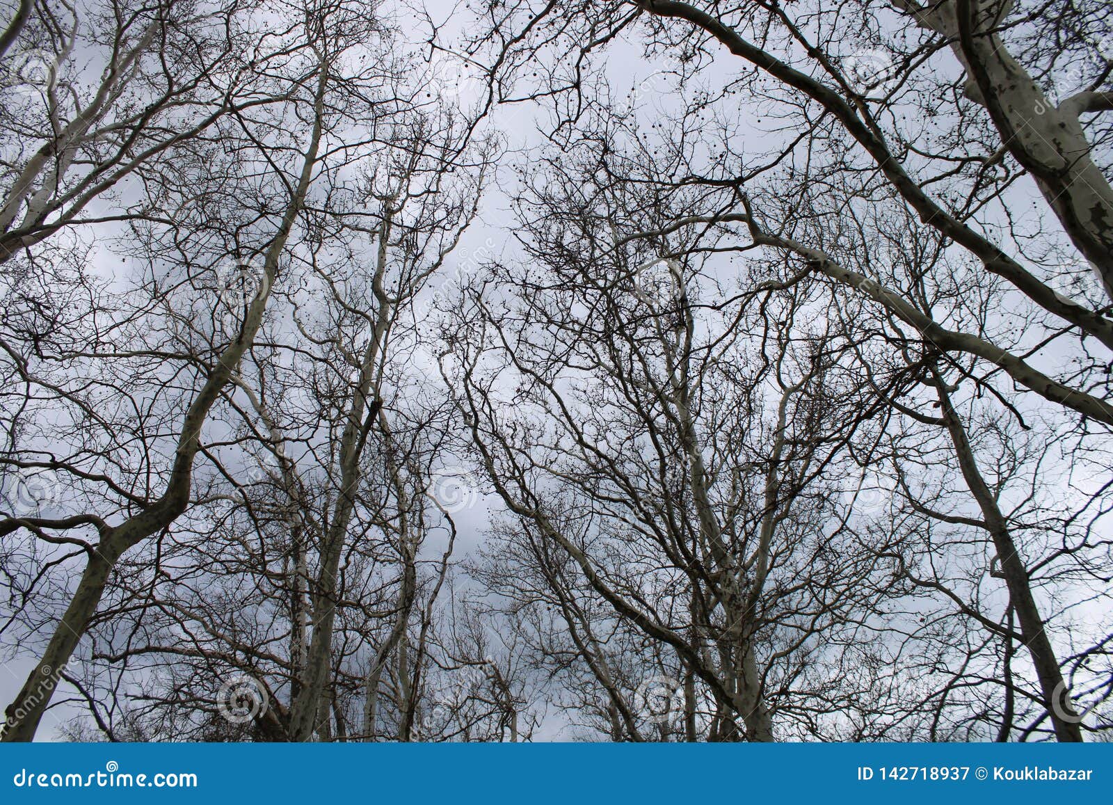 Beautiful plane trees stock image. Image of natural - 142718937