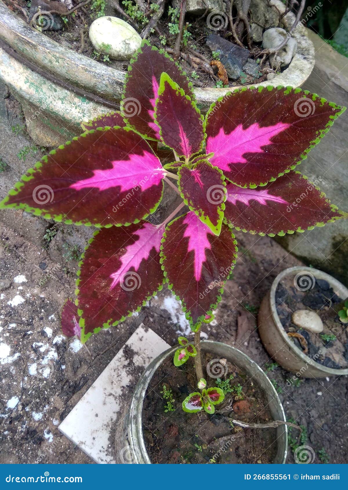 Beautiful Plant with Beautiful Colors and Unique Patterns on the Leaves ...