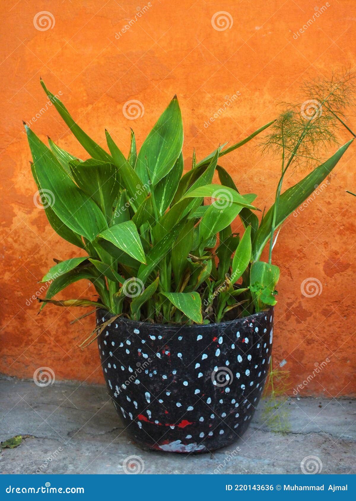 Beautiful Plant from the Garden of Pakistan. Stock Photo - Image of ...