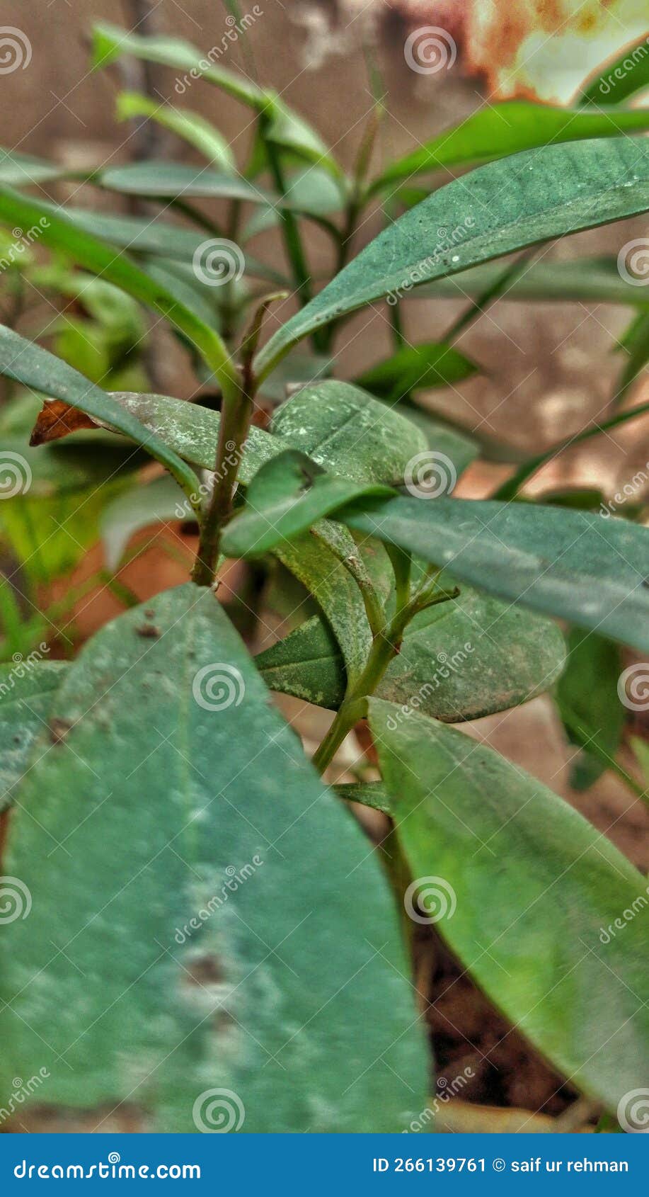 Beautiful Plant of Java Plam Stock Image - Image of plant, leaf: 266139761