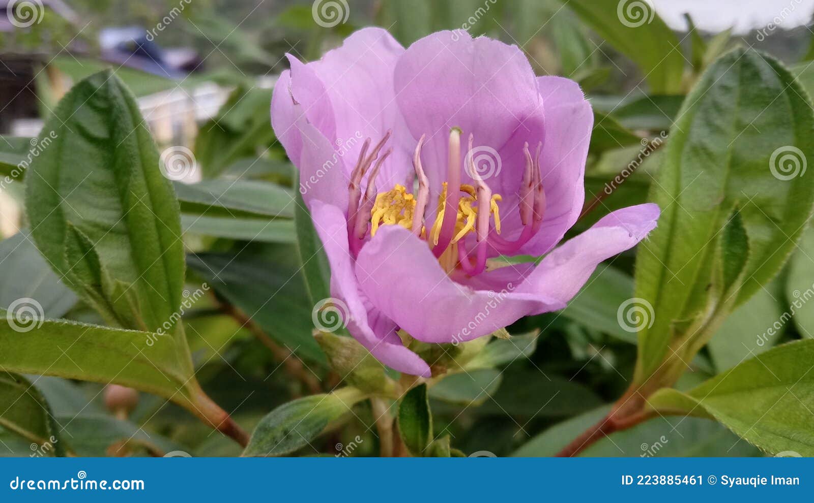 Beautiful Plant with Pinky Flower Captured !!! Stock Image - Image of ...