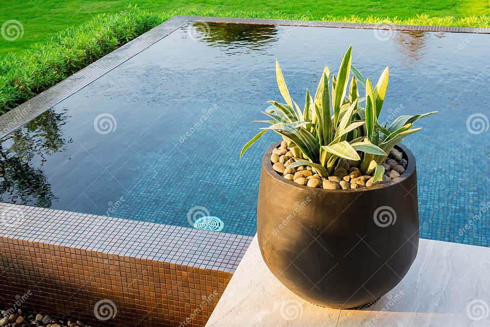 Beautiful Plant Pots Placed on the Pool Stock Photo - Image of fresh ...