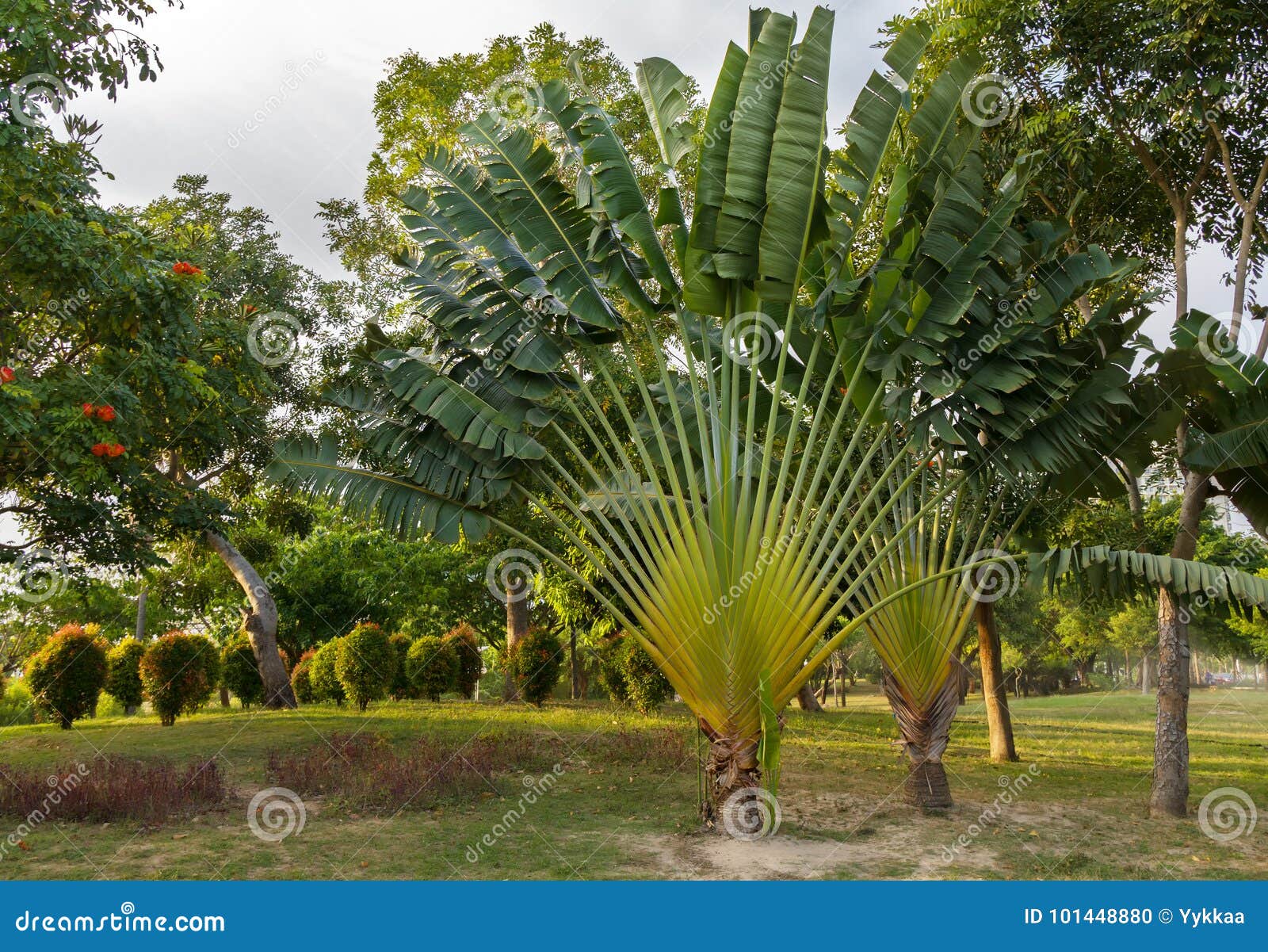 Beautiful Plant Ravenala in Tropical Park Stock Photo - Image of grass ...