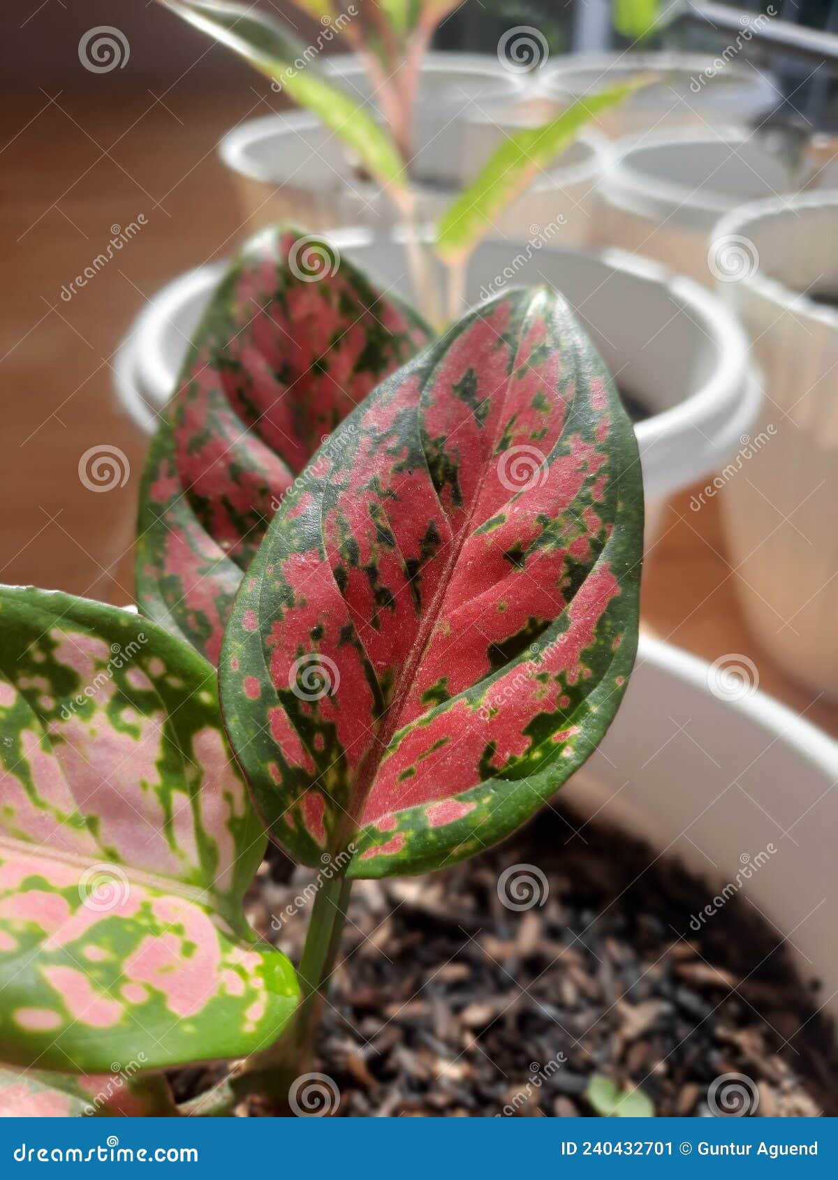 Red Leaf Plant Identification - Plant Ideas