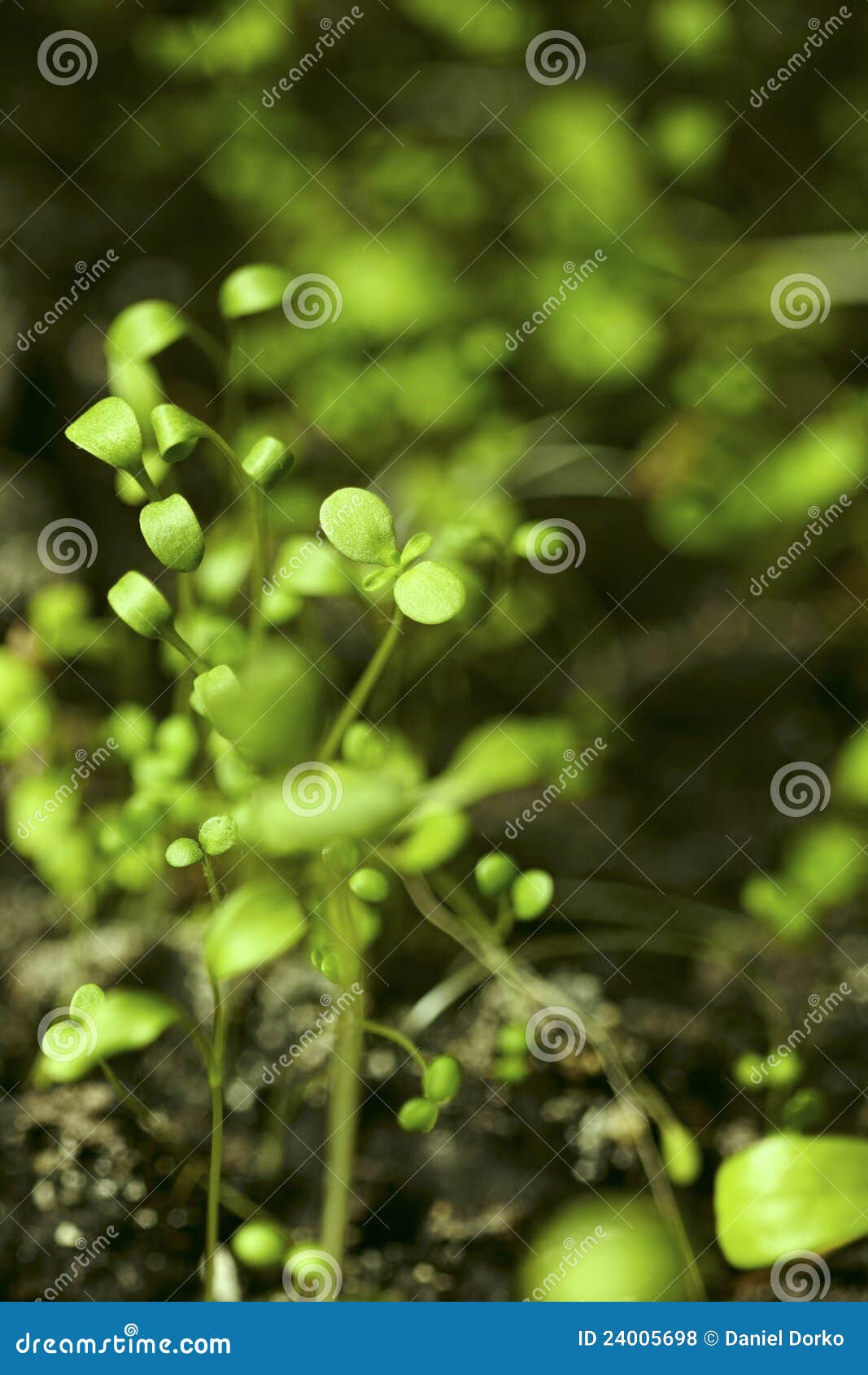 Beautiful plant seedlings stock photo. Image of plant - 24005698