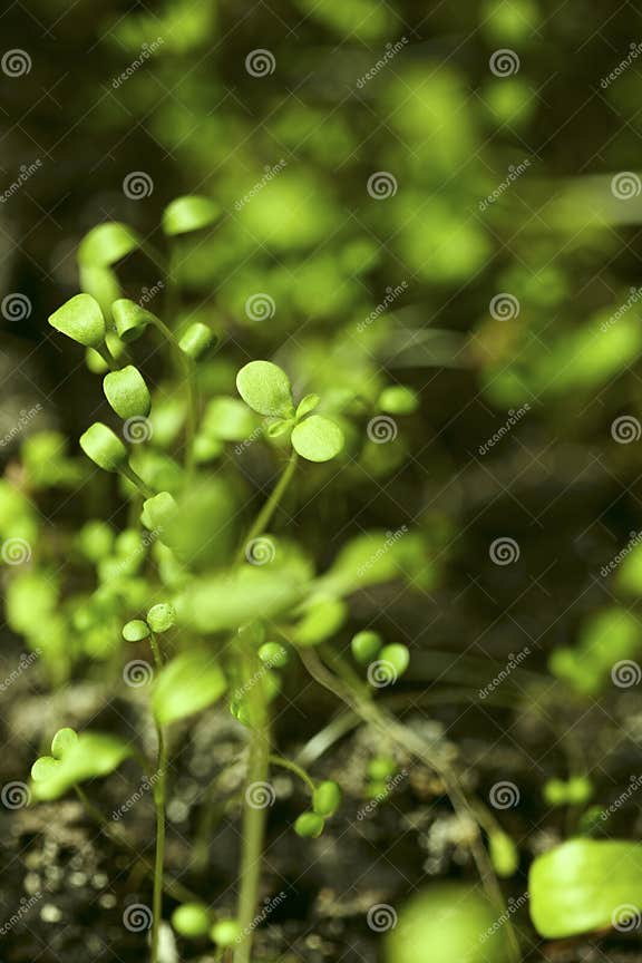 Beautiful plant seedlings stock photo. Image of plant - 24005698