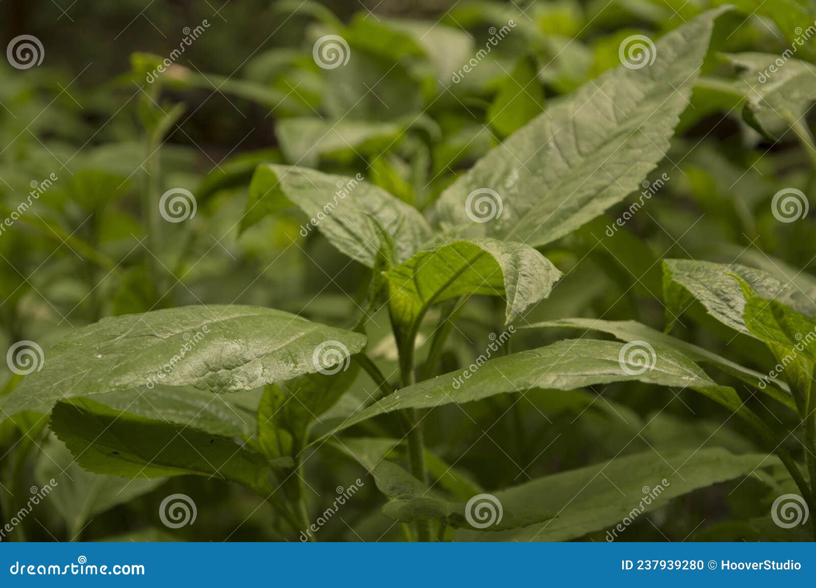 Close-up: Beautiful Plant with Sharp Edged Leaves Stock Photo - Image ...