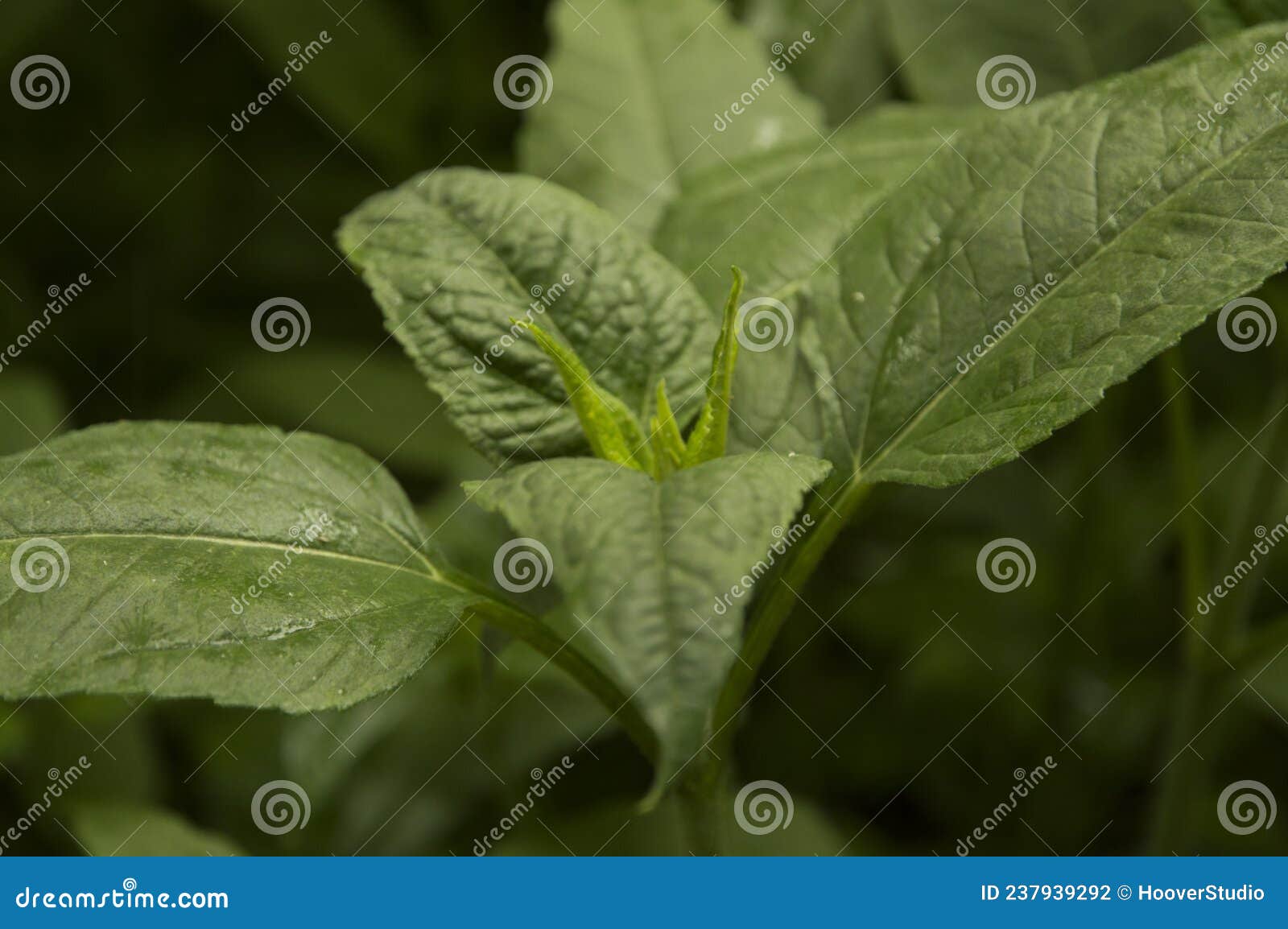 Close-up: Beautiful Plant with Sharp Edged Leaves Stock Photo - Image ...