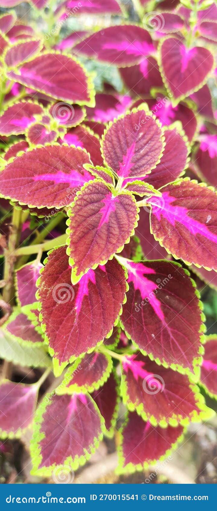 Beautiful Plant Tree Pink Love Leaves Leave Stock Image - Image of ...