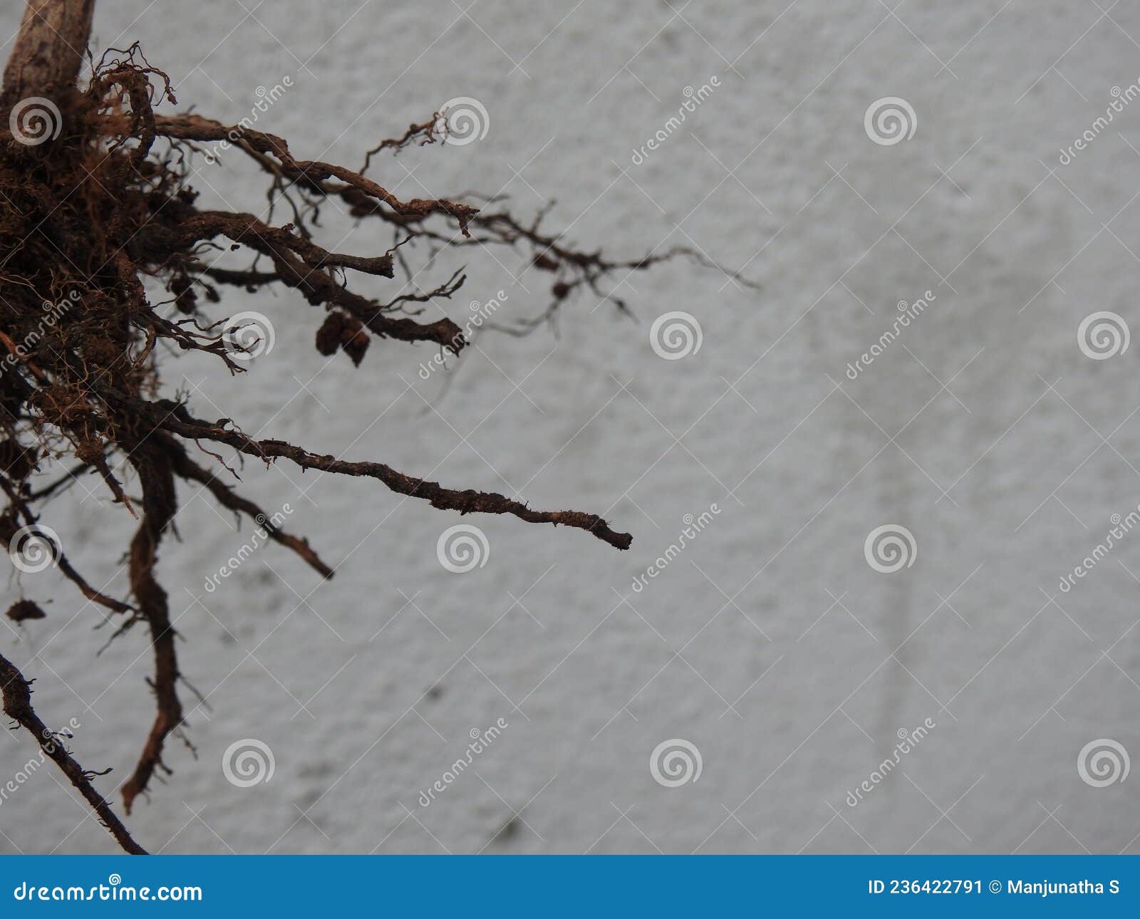 Beautiful Plant or Tree Roots on White Background Stock Image - Image ...