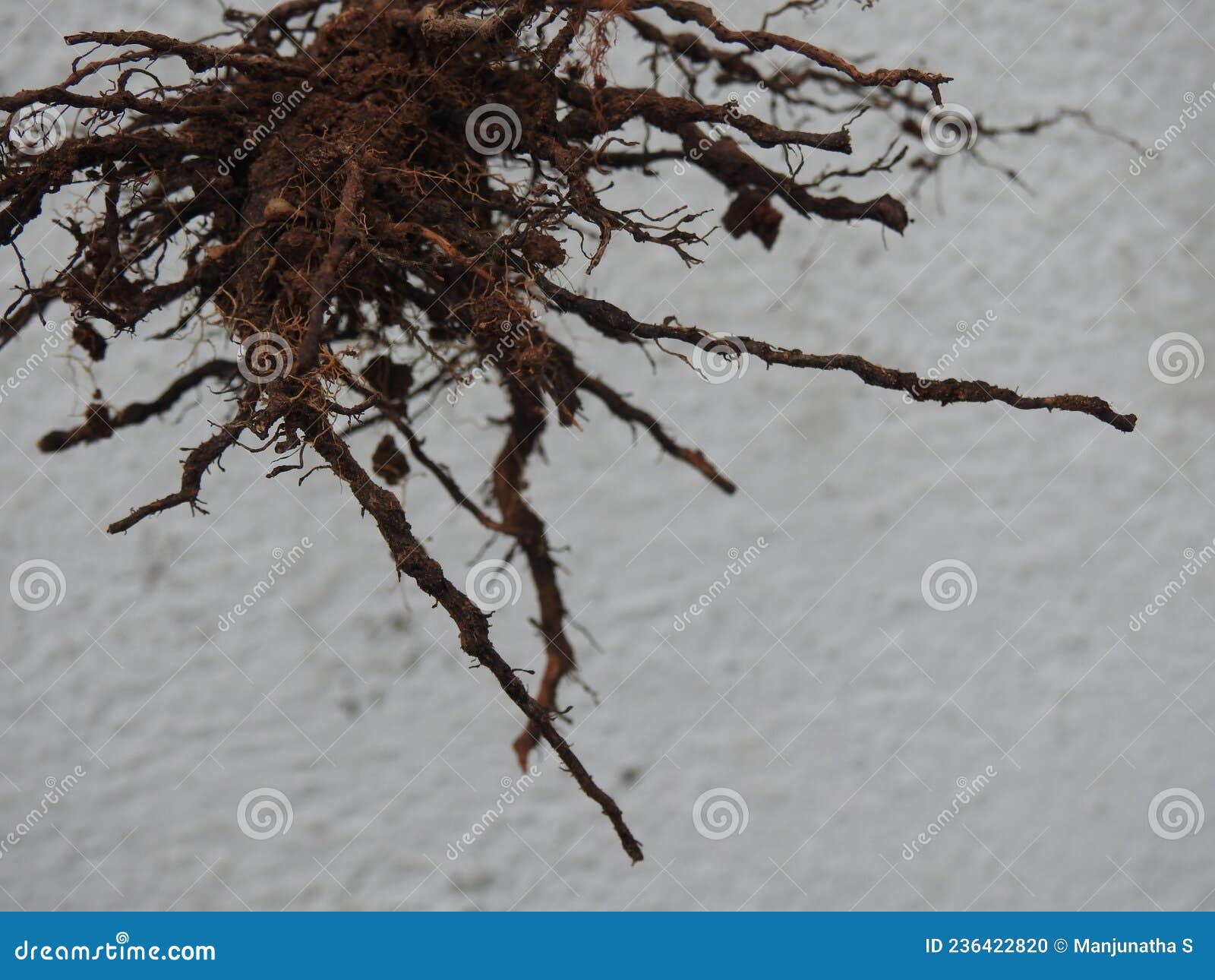 Beautiful Plant or Tree Roots on White Background Stock Photo - Image ...
