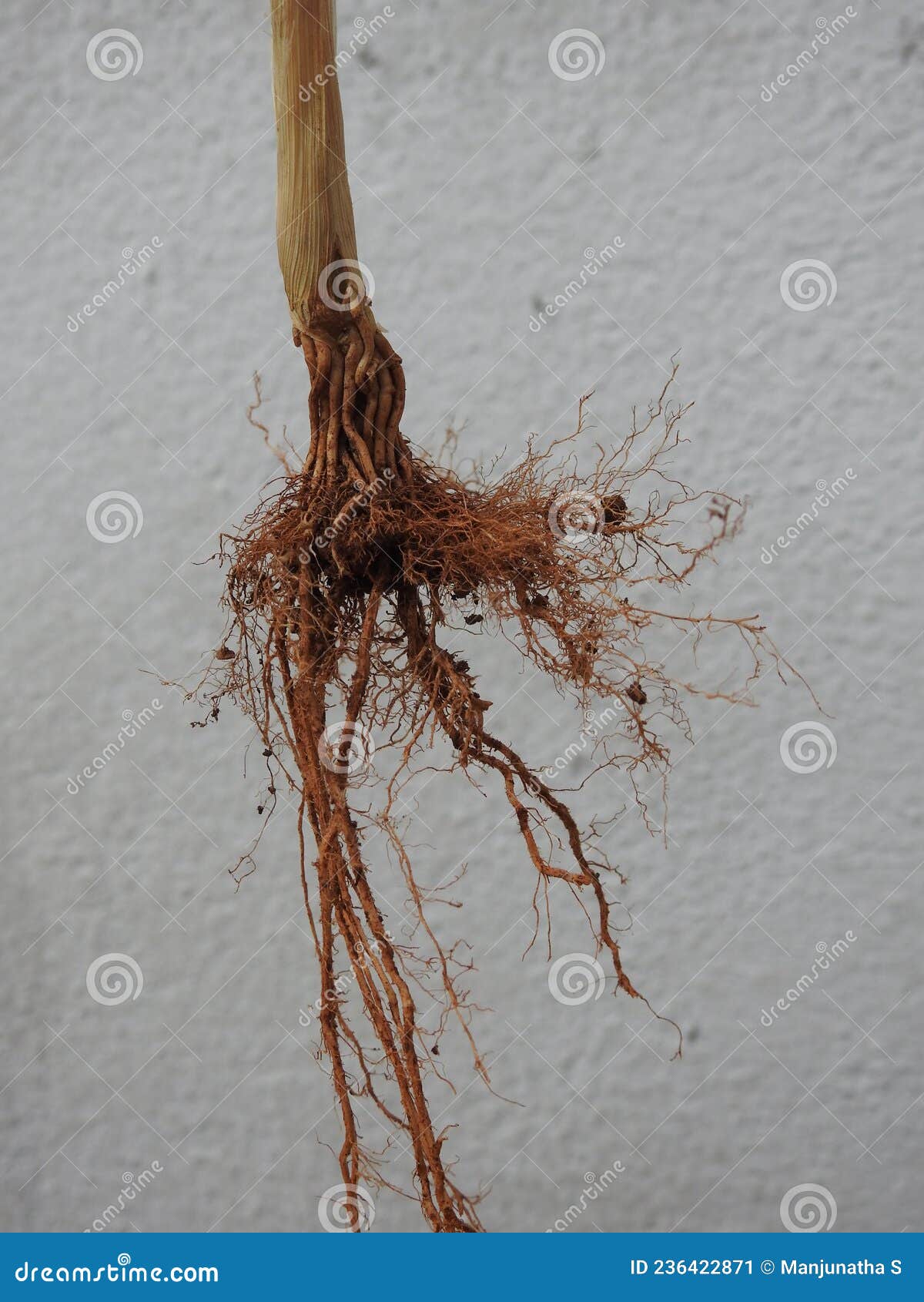 Beautiful Plant or Tree Roots on White Background Stock Image - Image ...