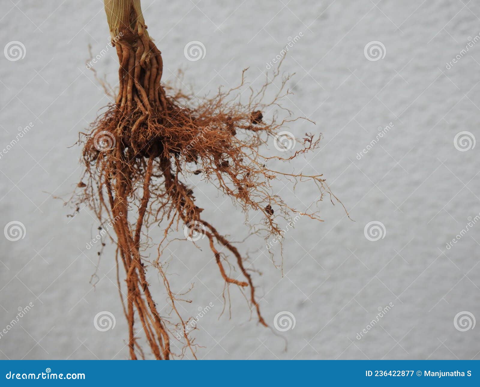 Beautiful Plant or Tree Roots on White Background Stock Image - Image ...
