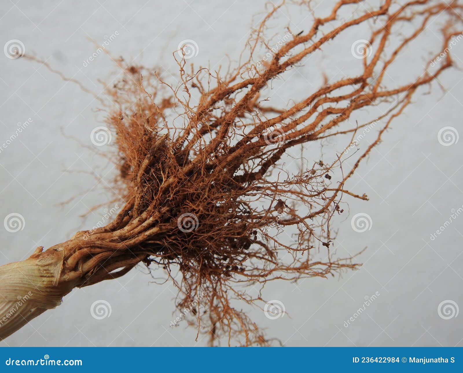 Beautiful Plant or Tree Roots on White Background Stock Photo - Image ...