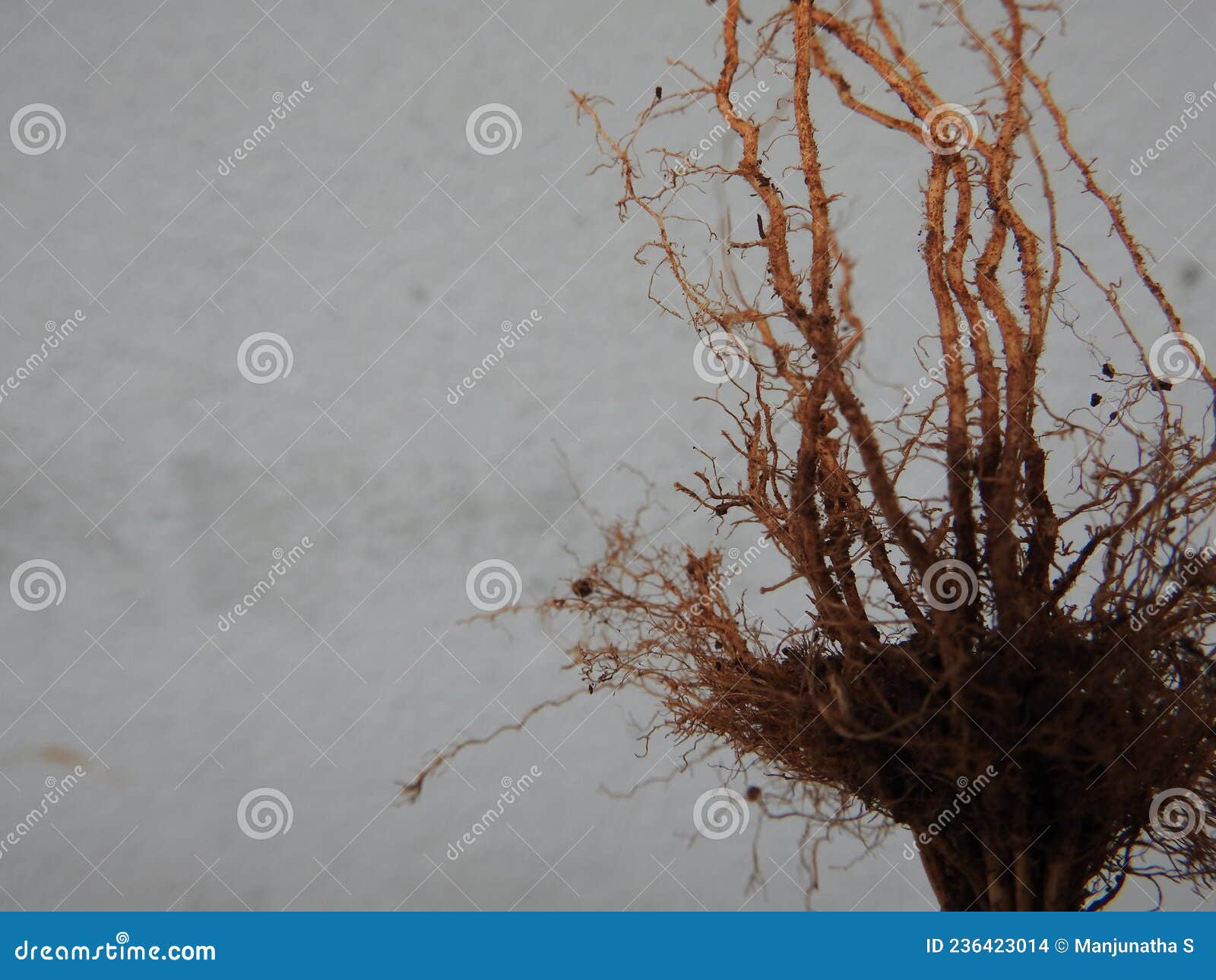Beautiful Plant or Tree Roots on White Background Stock Photo - Image ...