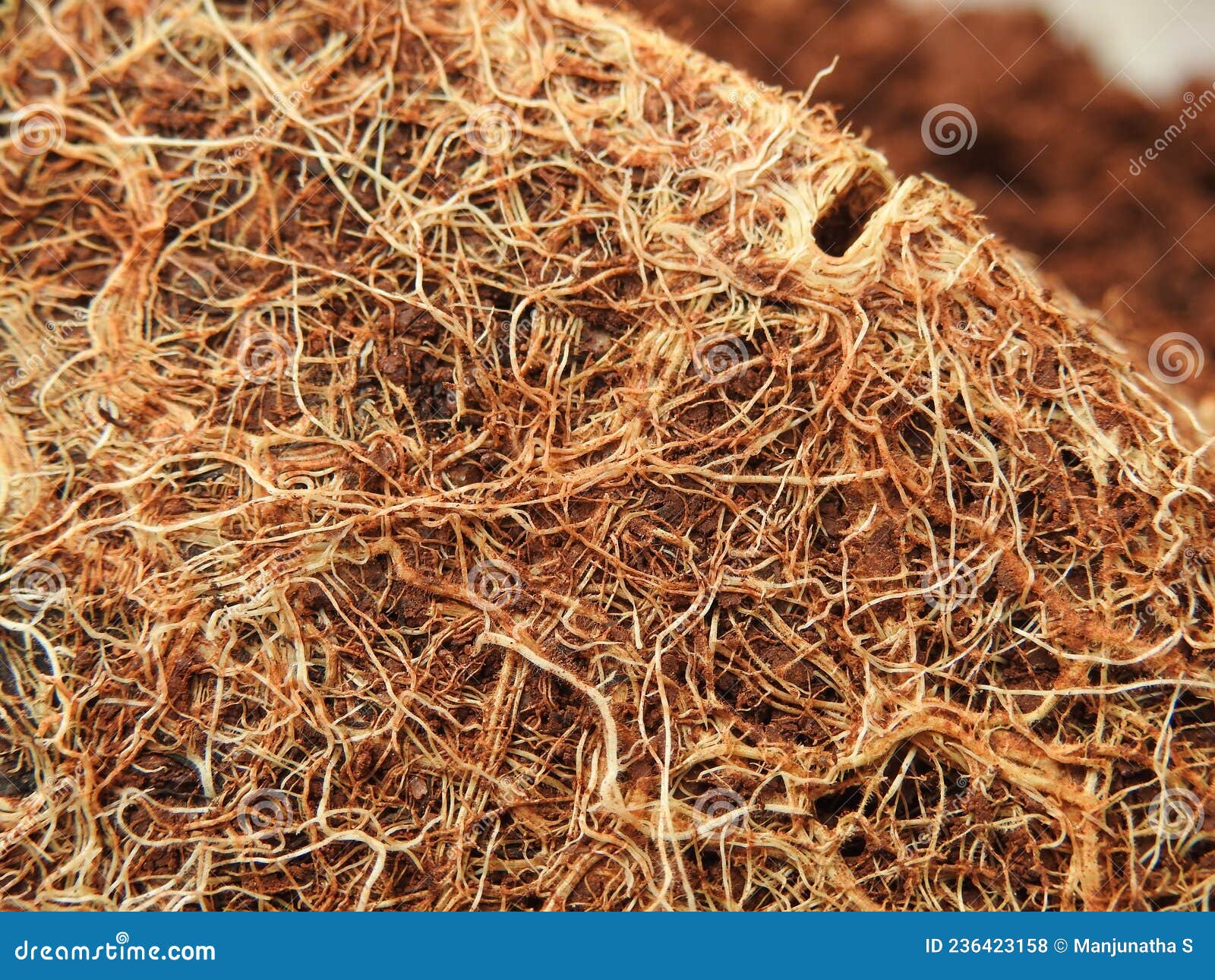 Beautiful Plant or Tree Roots Isolated on White Background Stock Photo ...