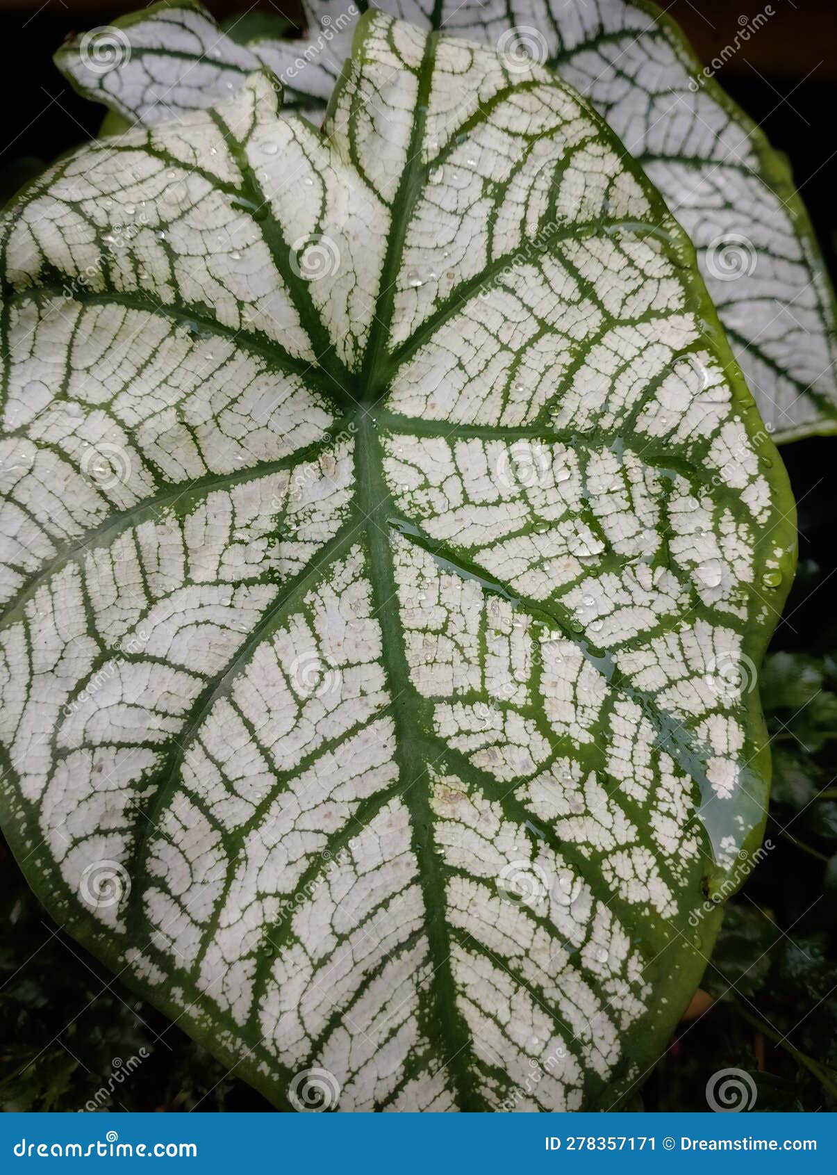 Beautiful Plant White Caladium in the Garden Stock Image - Image of ...