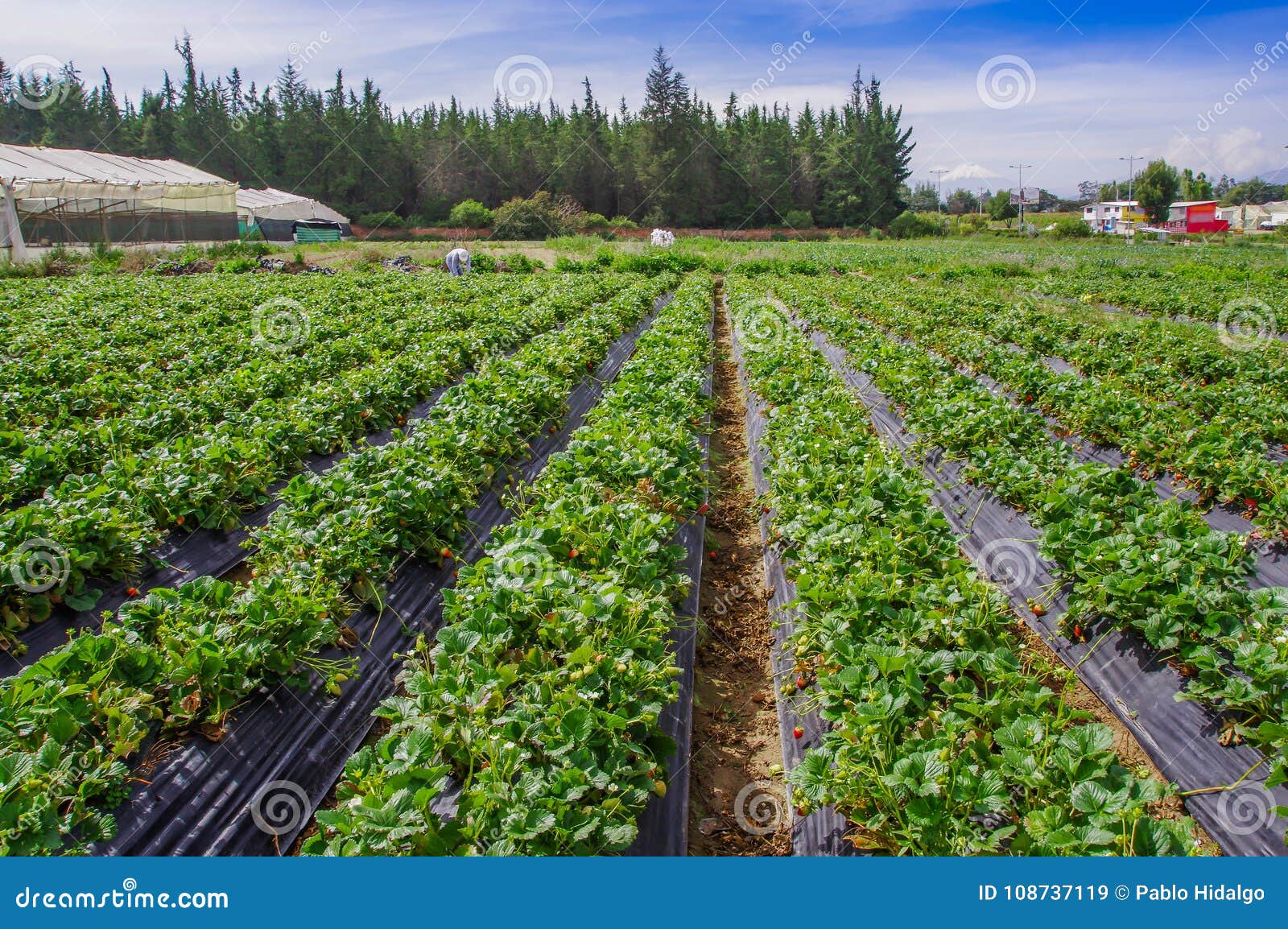 Beautiful Plantation in a Rows of Strawberry Plants in a Strawberry ...